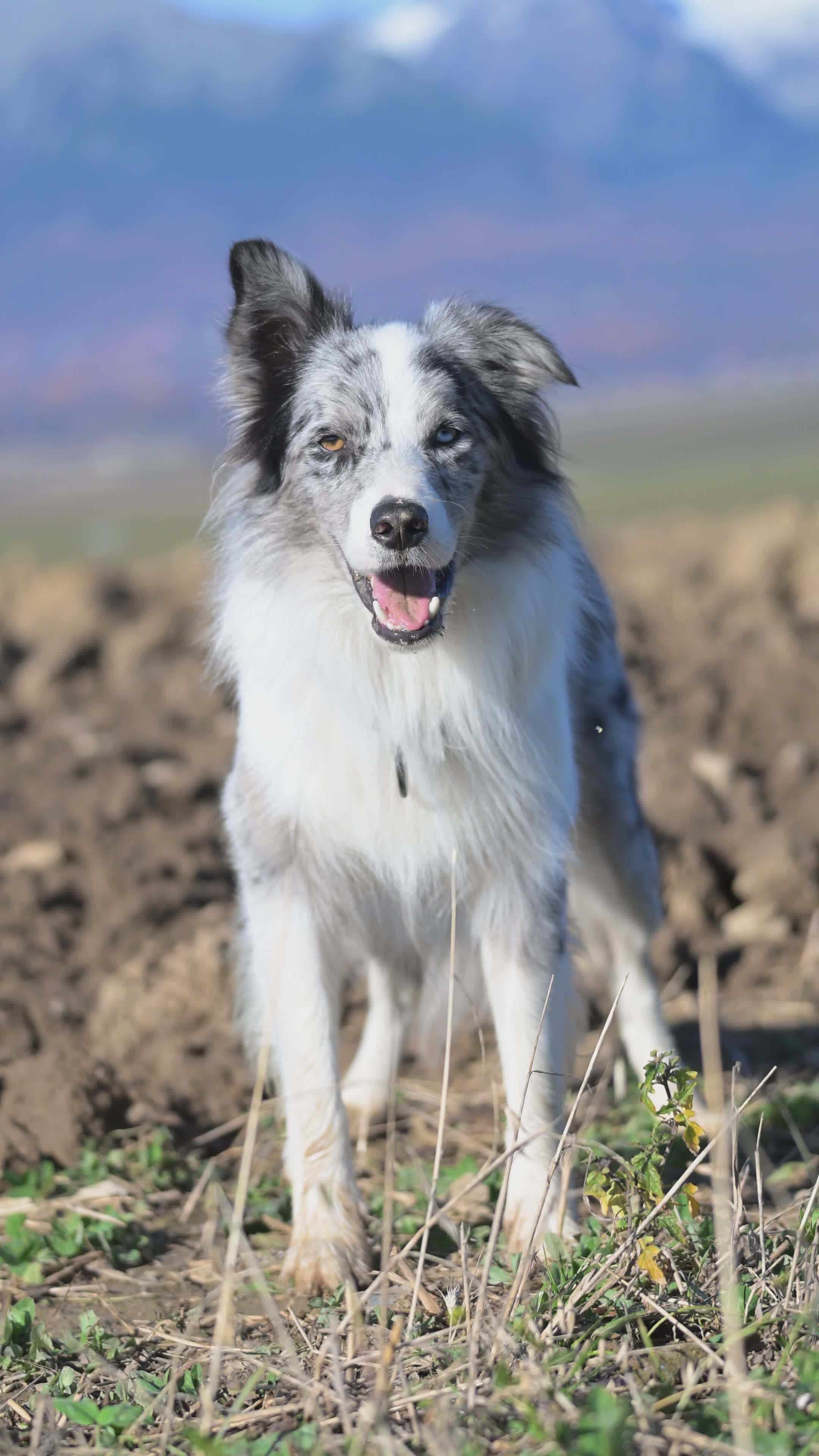 Energetic Border Collie in Open Field Free Stock Video Footage, Royalty ...