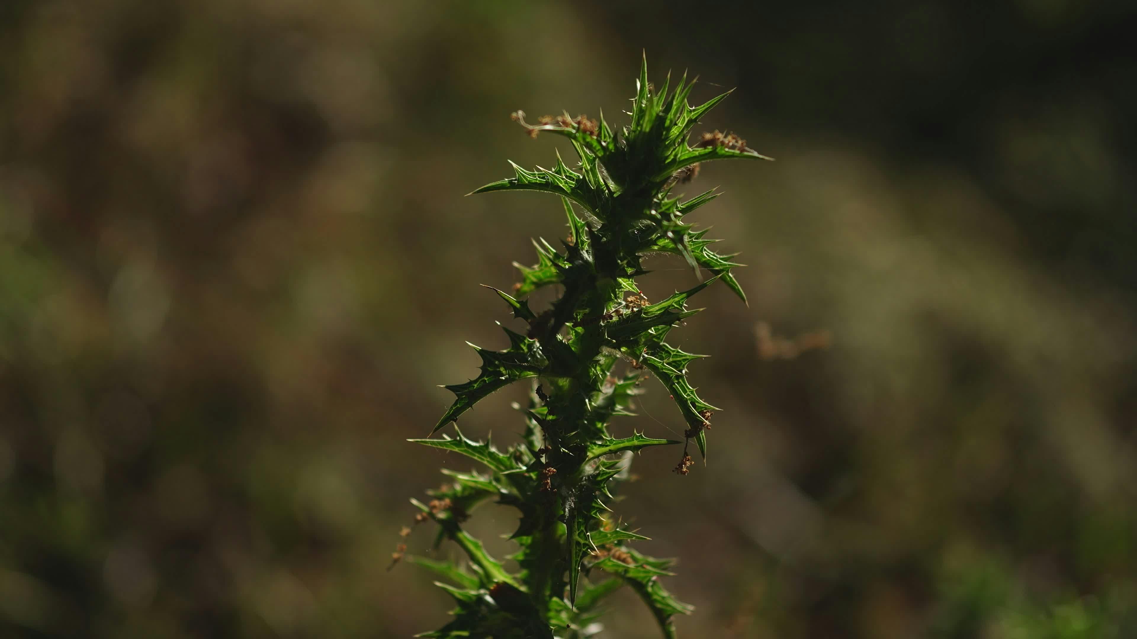 Different Between Lisa And Rose Blackpink Rose Lisa Blinks Videos ...