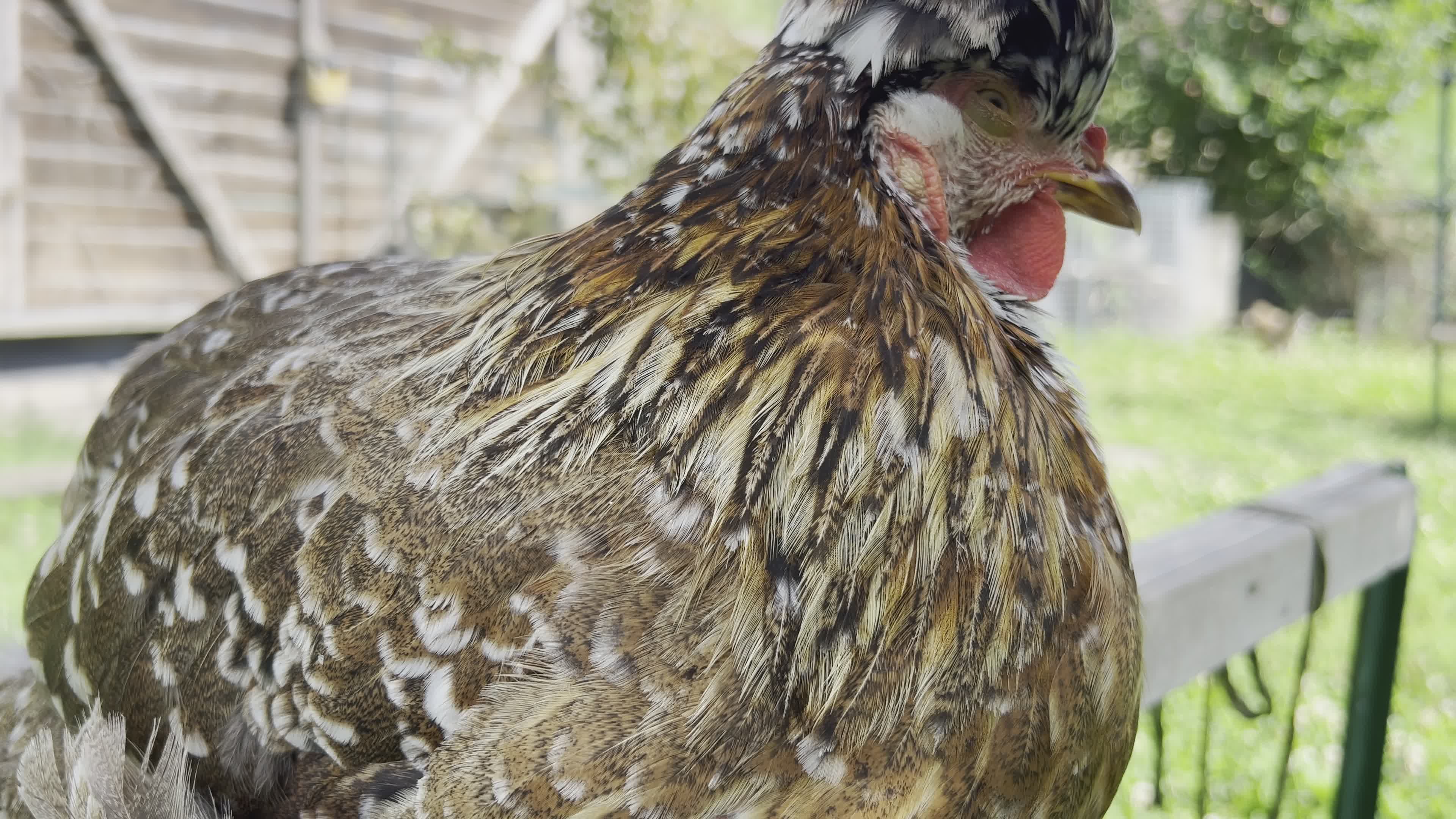Gentle Hen Being Pet in a Tranquil Rural Setting Free Stock Video ...