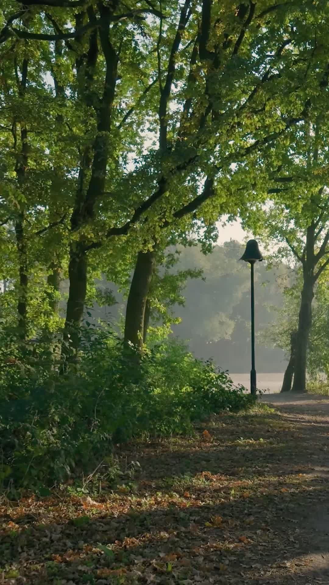 Serene Morning Walk in a Sunlit Forest Free Stock Video Footage ...