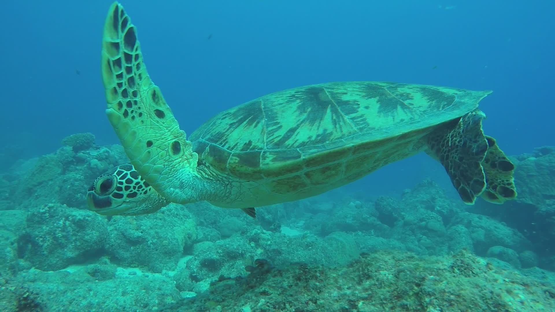 Stunning Underwater Sea Turtle Adventure Free Stock Video Footage ...