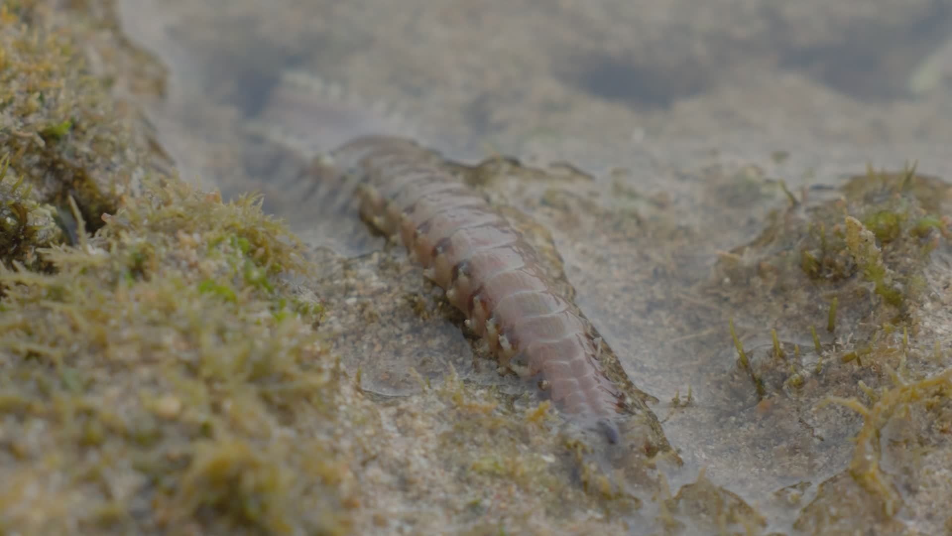 Aquatic Worm Crawling on Mossy Surface Free Stock Video Footage ...