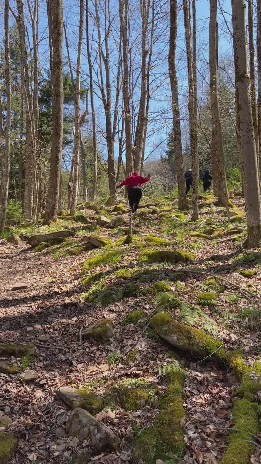 Trail Running in Mossy Forest Landscape Free Stock Video Footage ...