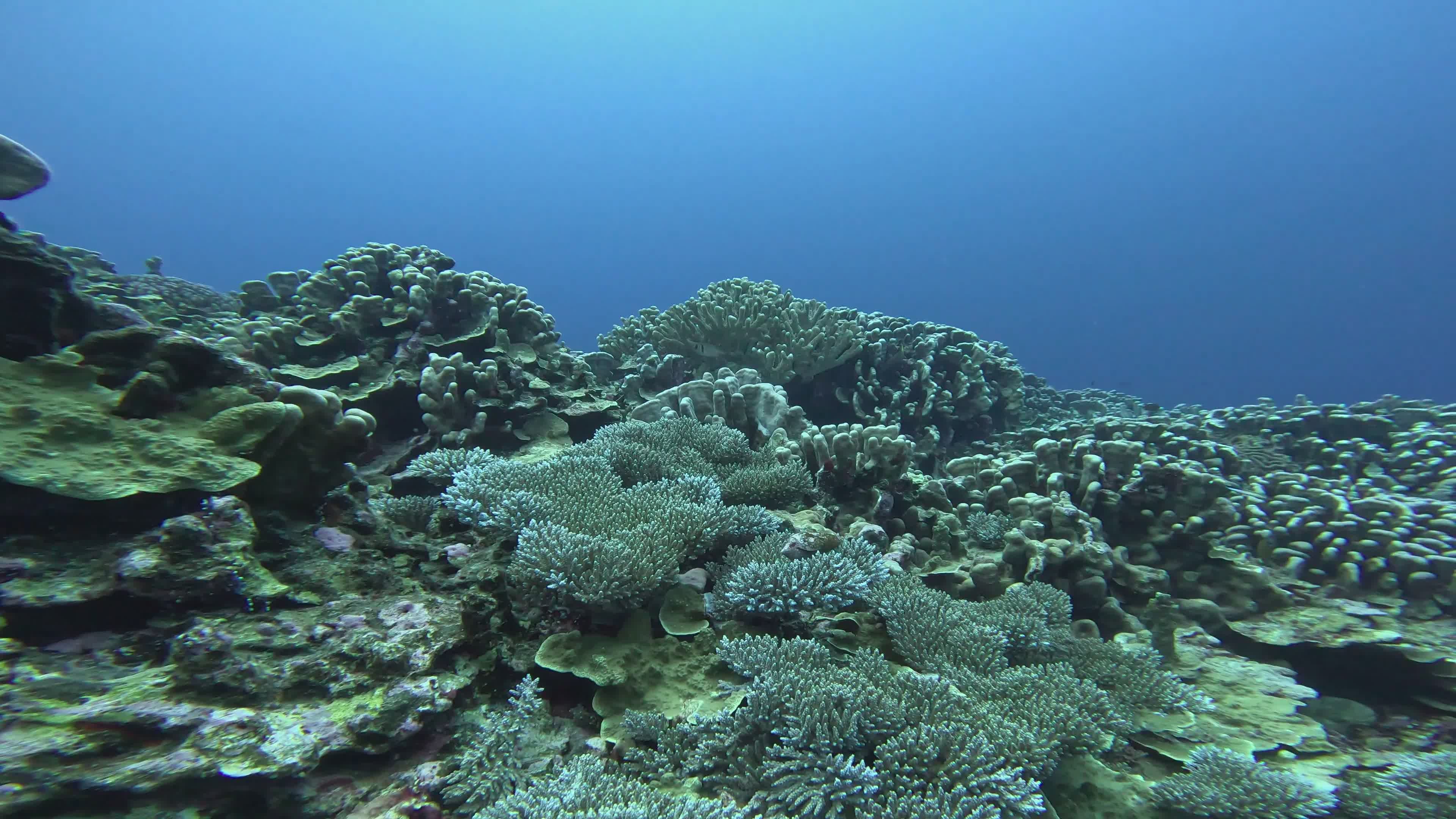 Underwater Coral Reef Exploration Free Stock Video Footage, Royalty ...