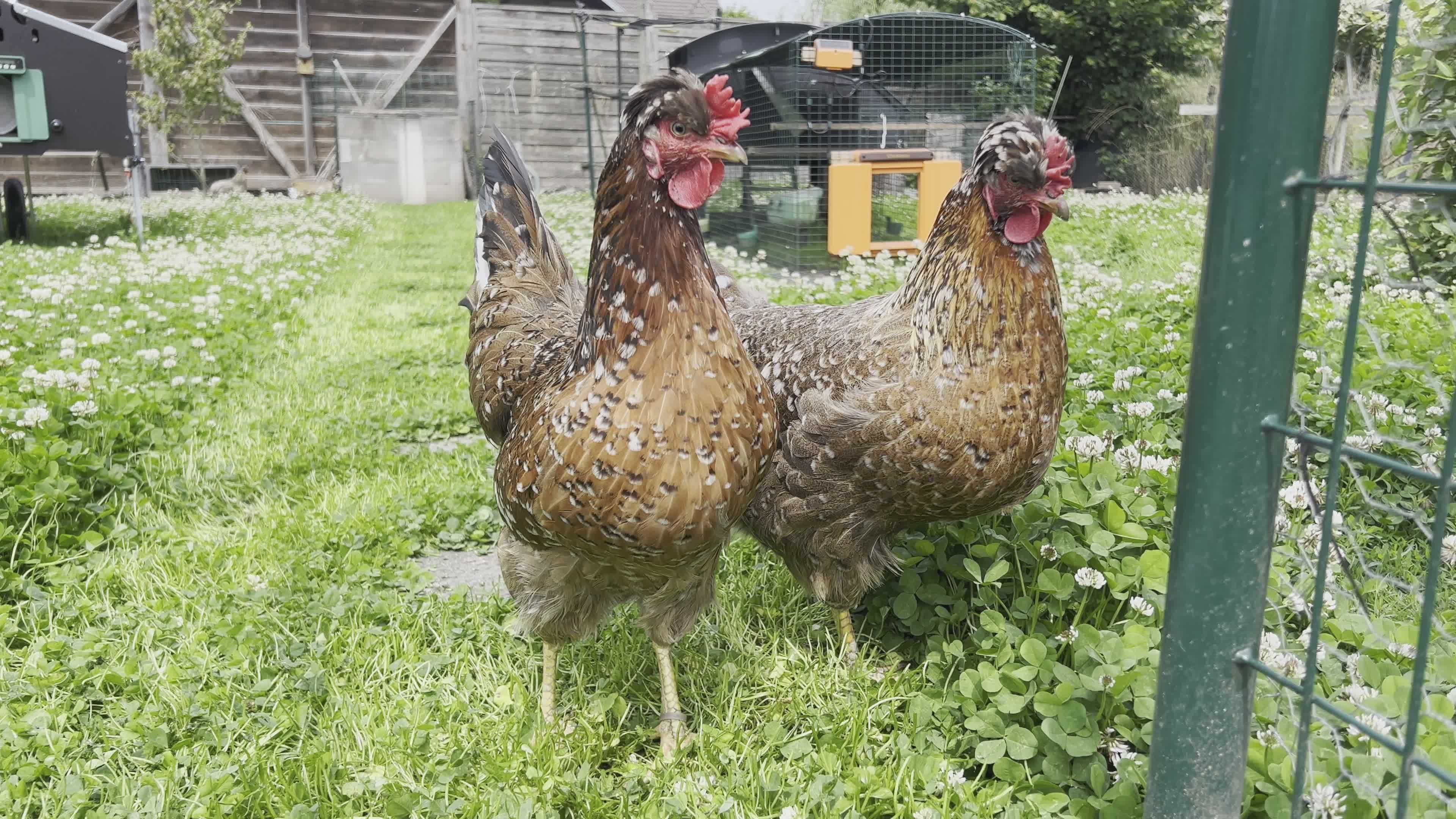 Chickens Roaming Freely in a Countryside Coop Free Stock Video Footage ...