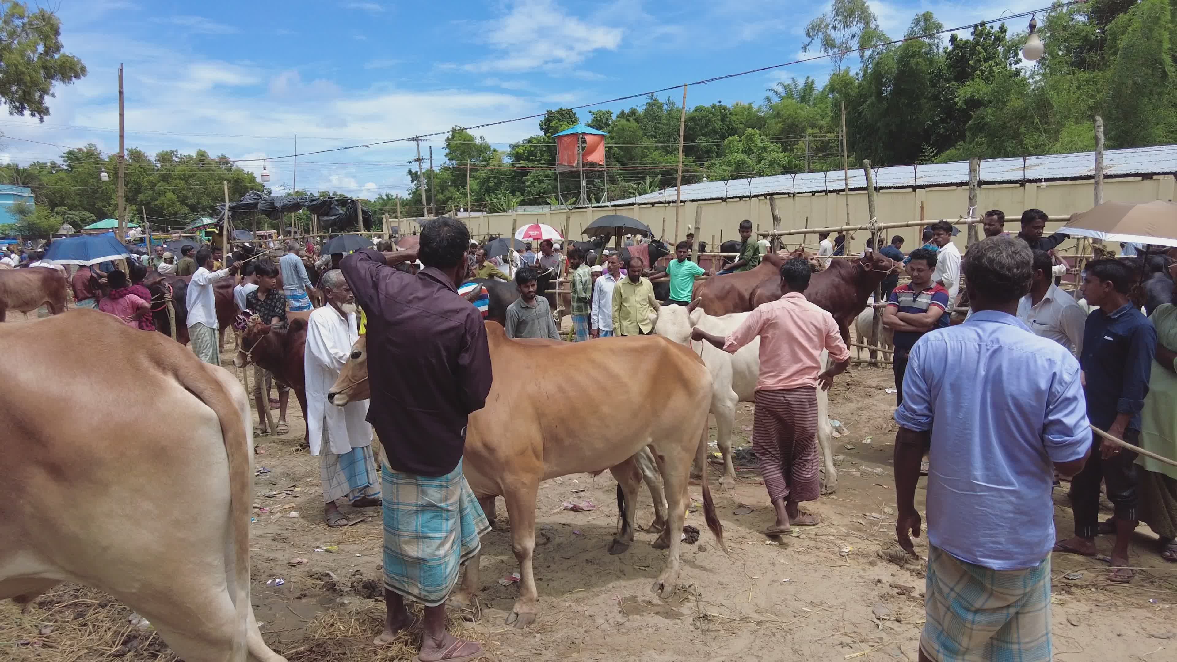 Lively Cattle Market in Bangladesh's Rural Scene Free Stock Video ...