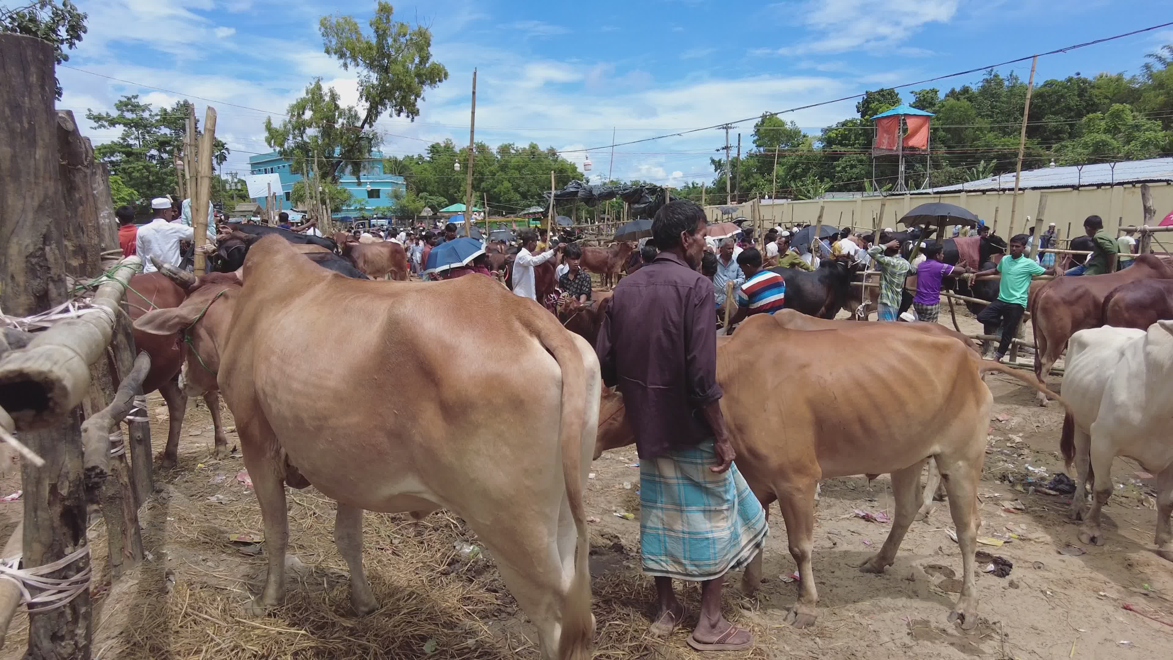 Lively Cattle Market in Bangladesh's Rural Scene Free Stock Video ...