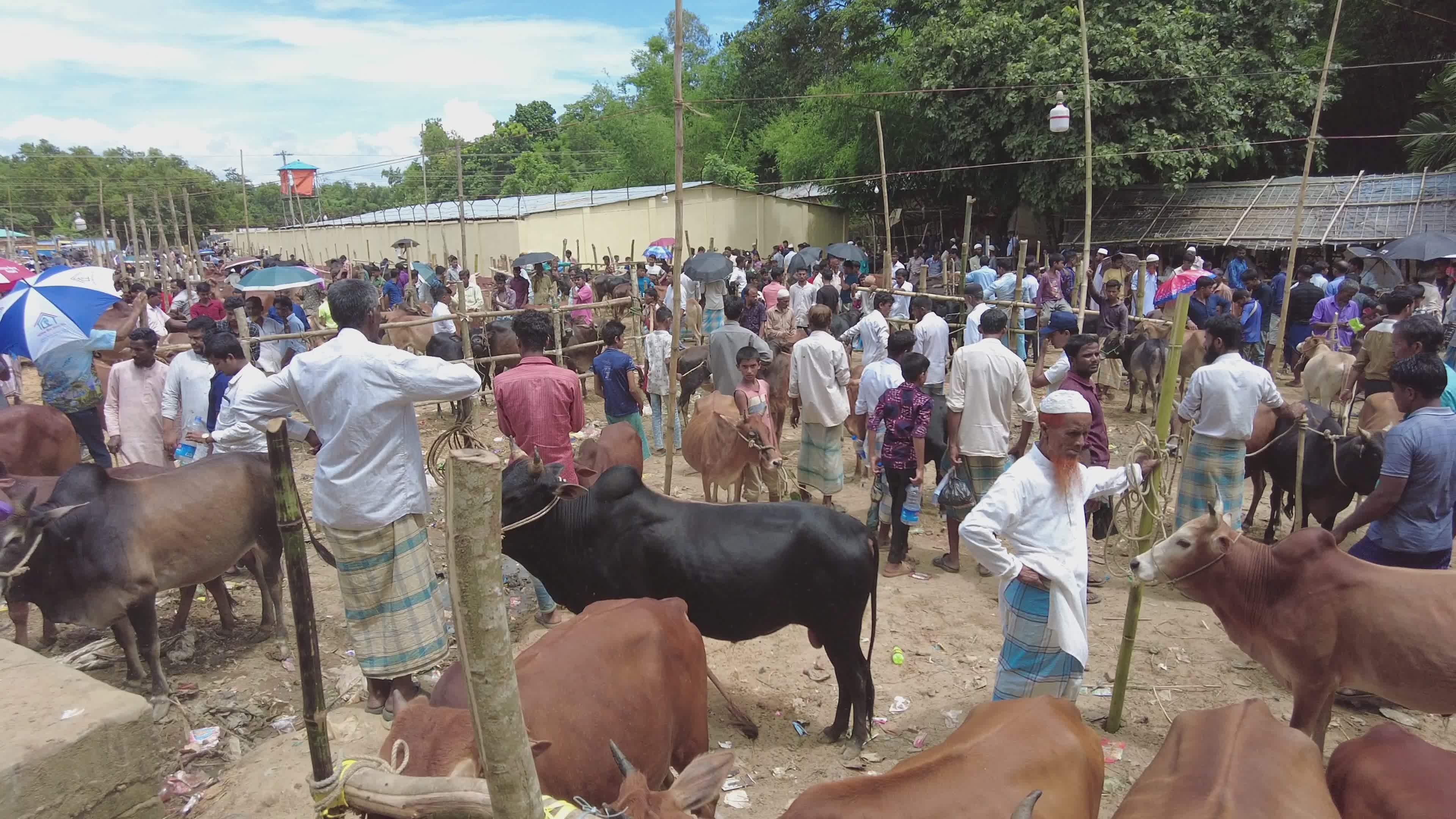 Lively Cattle Market in Bangladesh's Rural Scene Free Stock Video ...