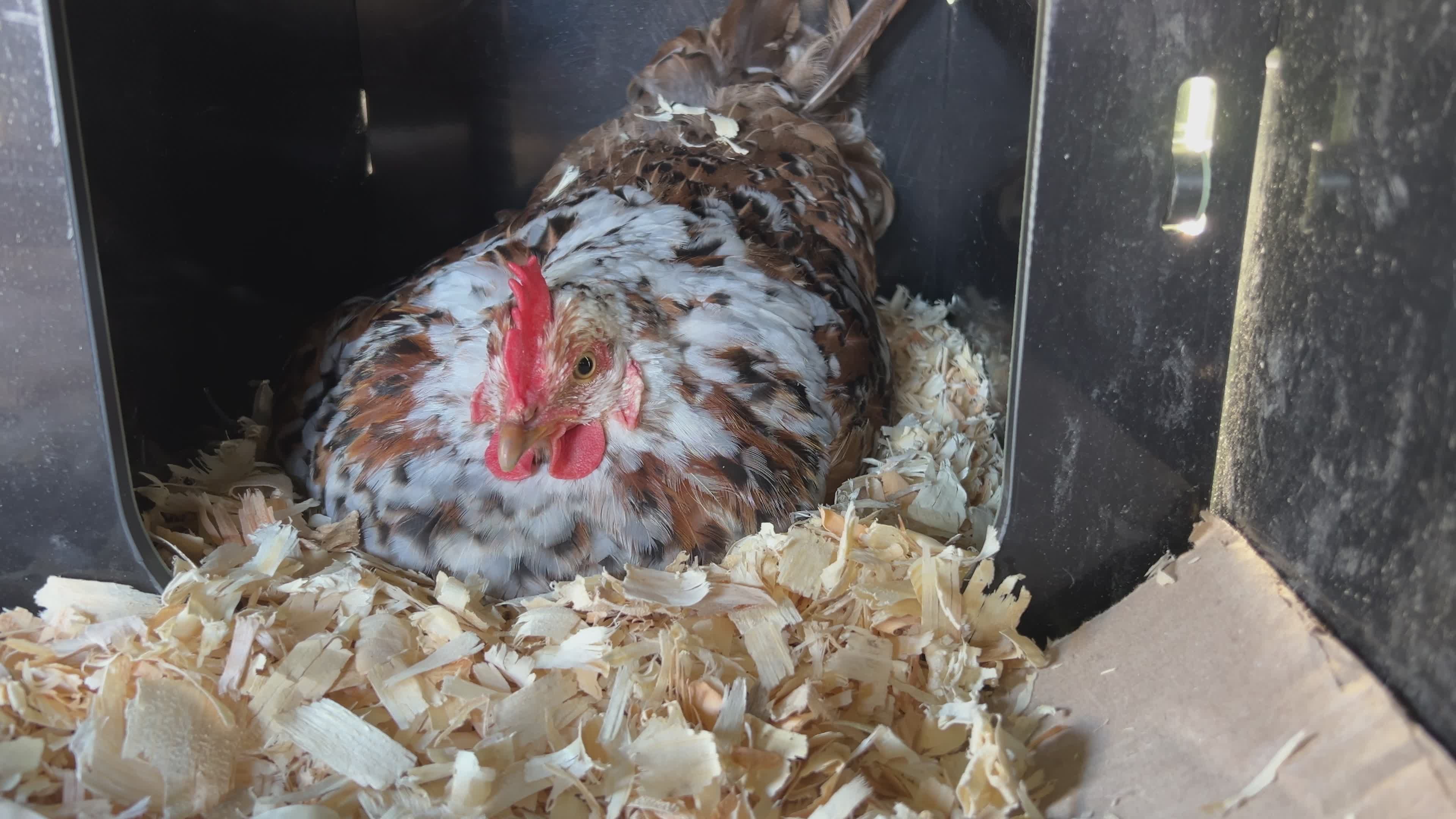 Peaceful Hen Resting in Chicken Coop Free Stock Video Footage, Royalty ...