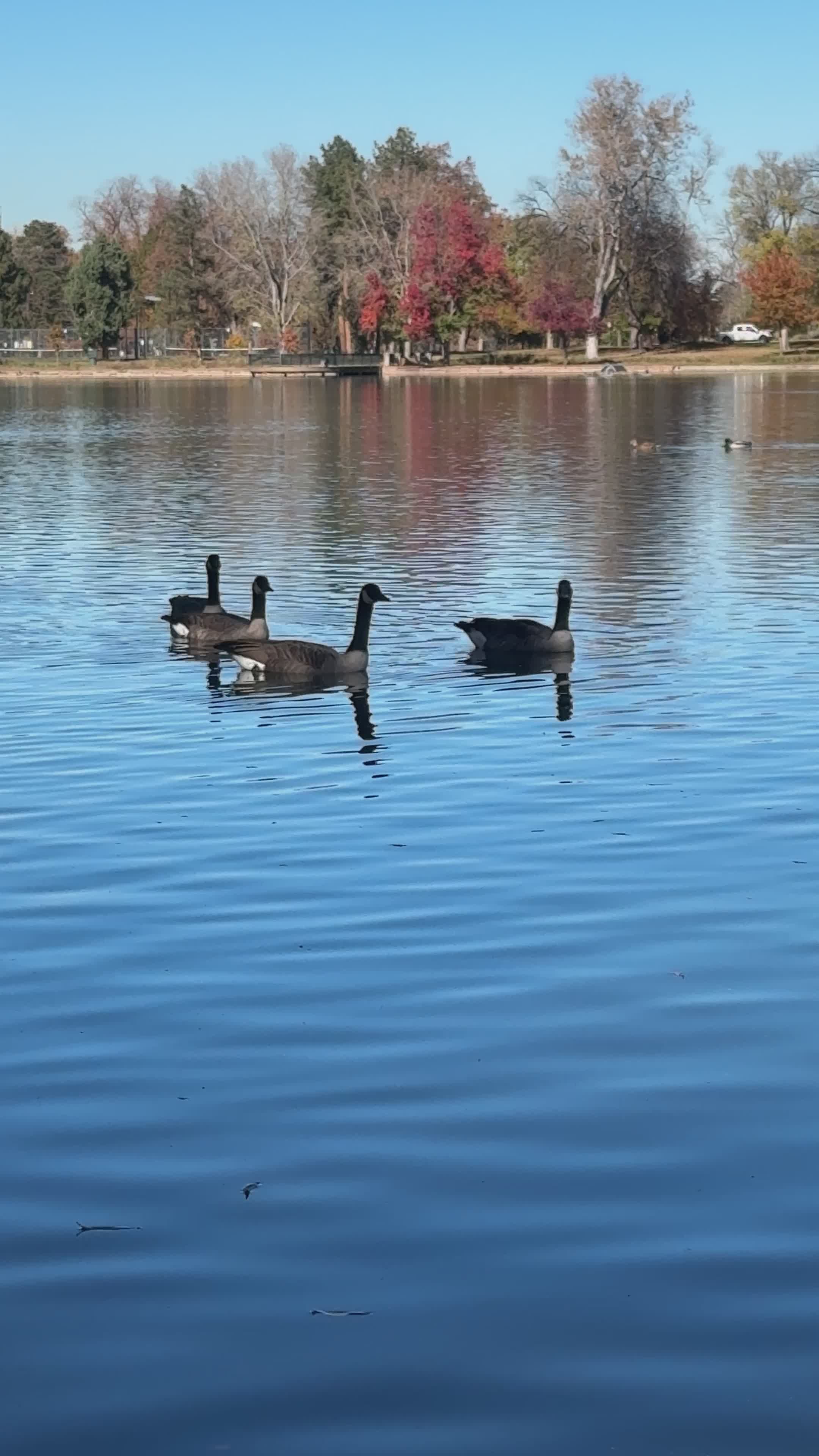 Duck+At+Callan+Thomas+Wiki+Gallery Videos, Download The BEST Free 4k ...