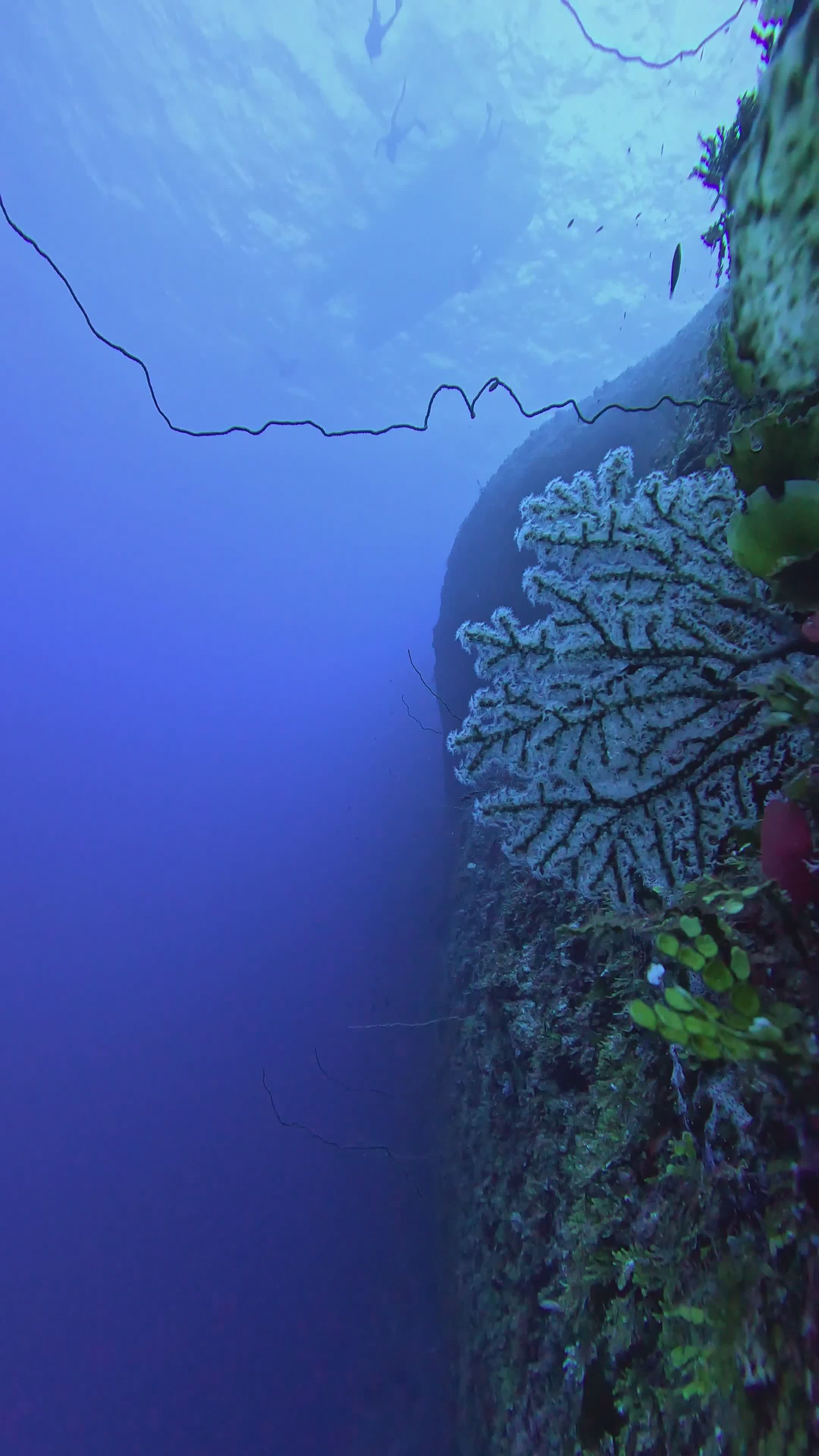 Vibrant Coral Reef Underwater Exploration Free Stock Video Footage ...