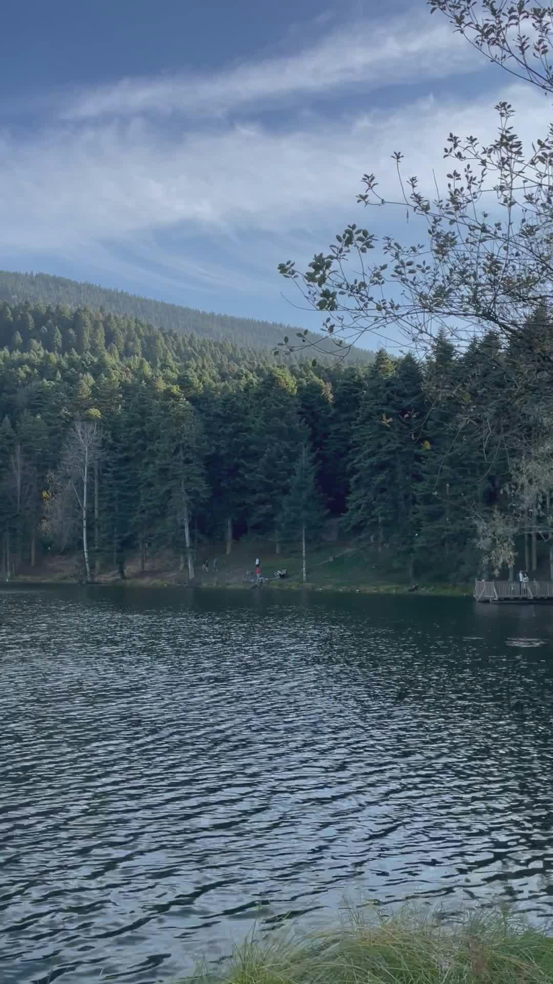 Tranquil Lake and Forest Scene Under Clear Blue Sky Free Stock Video ...