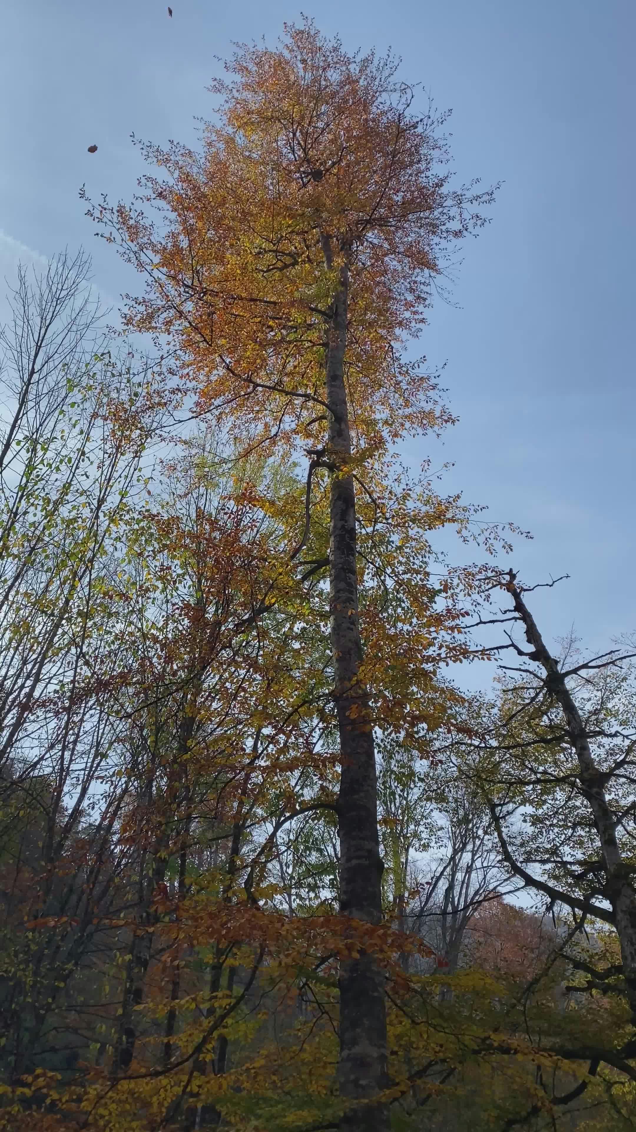Tall Autumn Tree in Scenic Forest Landscape Free Stock Video Footage ...