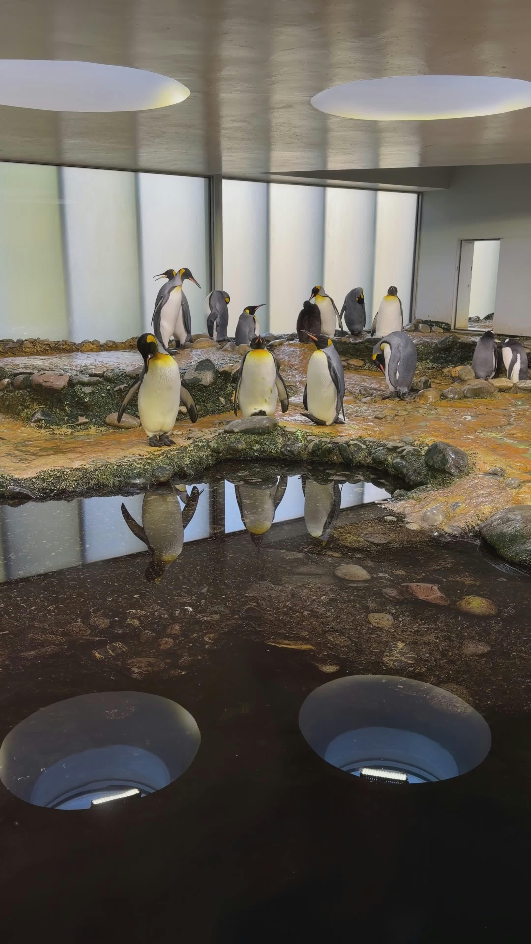 Penguins in Modern Aquarium Exhibit Free Stock Video Footage, Royalty ...