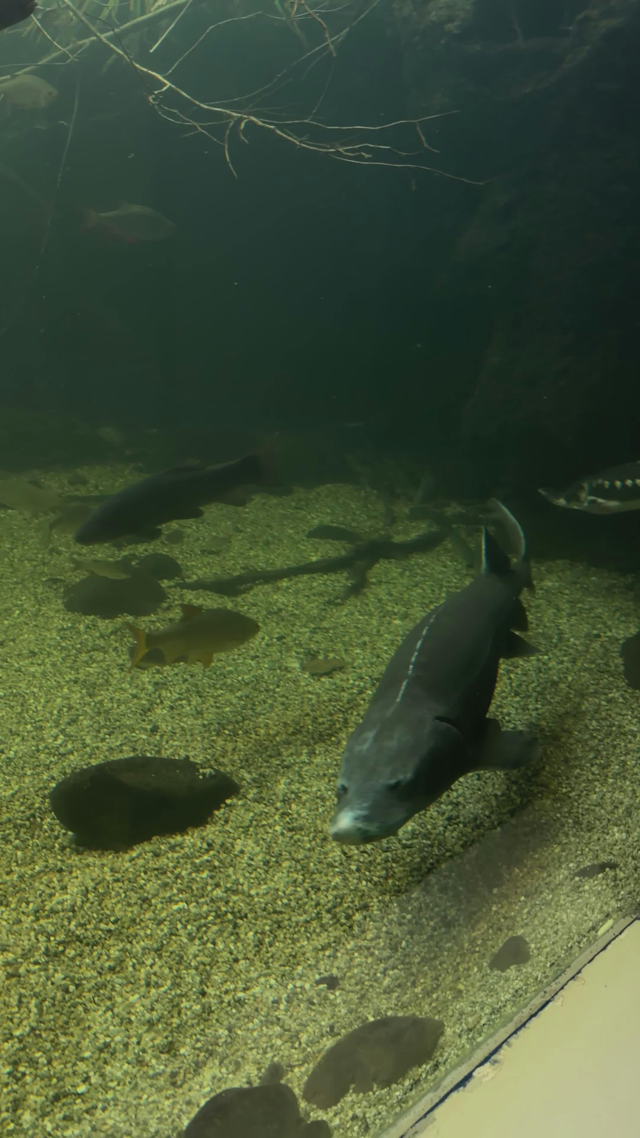 Underwater Aquarium with Diverse Fish Species Free Stock Video Footage ...