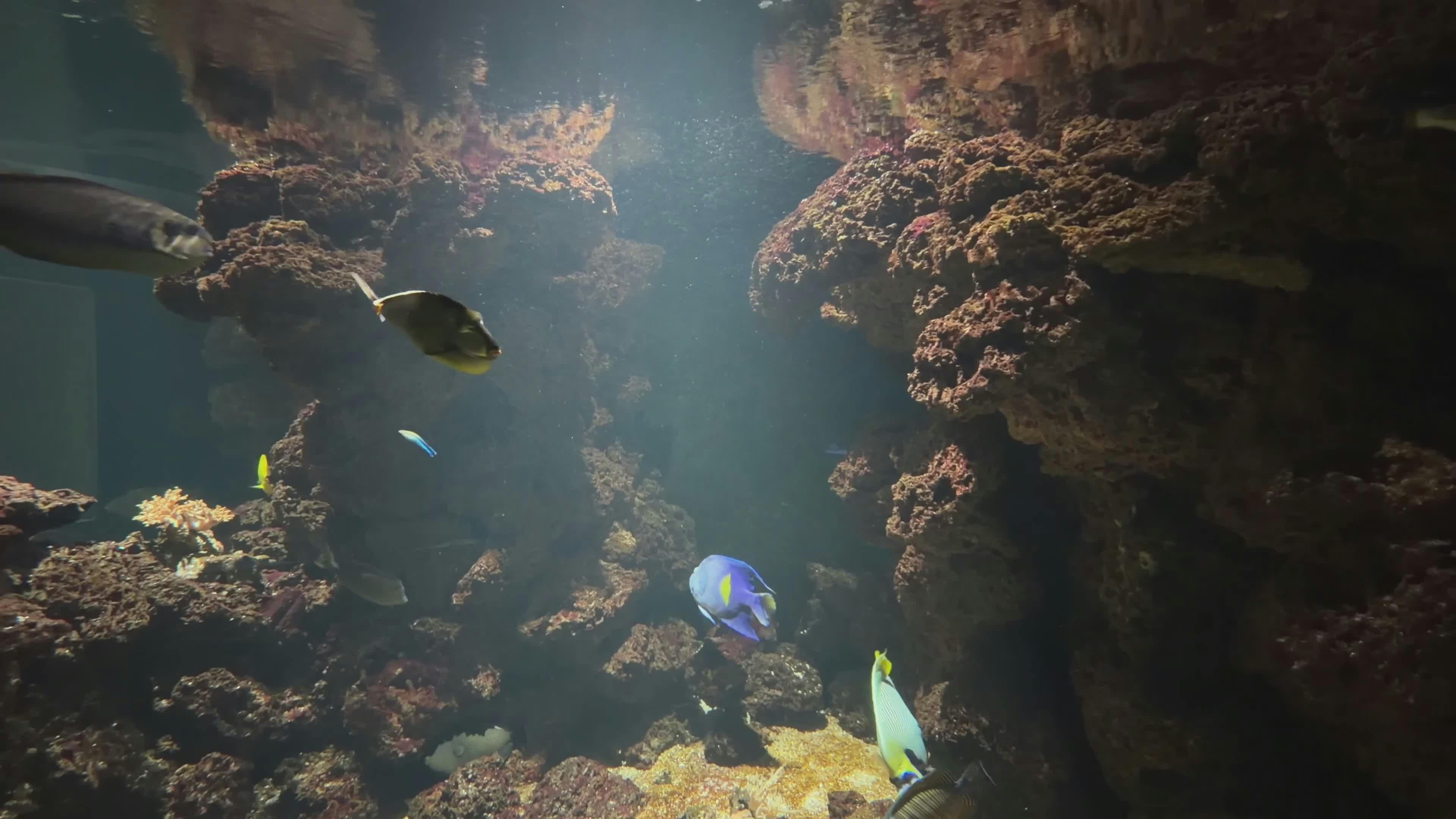 Tropical Fish Swimming in Rocky Aquarium Free Stock Video Footage ...