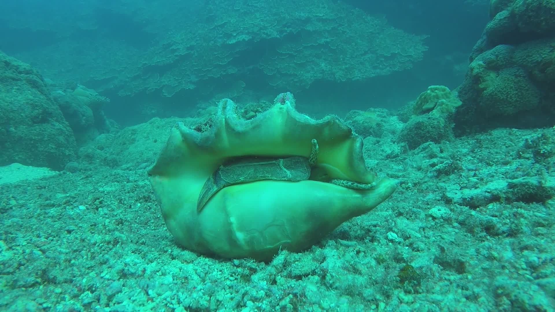 Underwater Close-Up of Giant Clam in Ocean Free Stock Video Footage ...