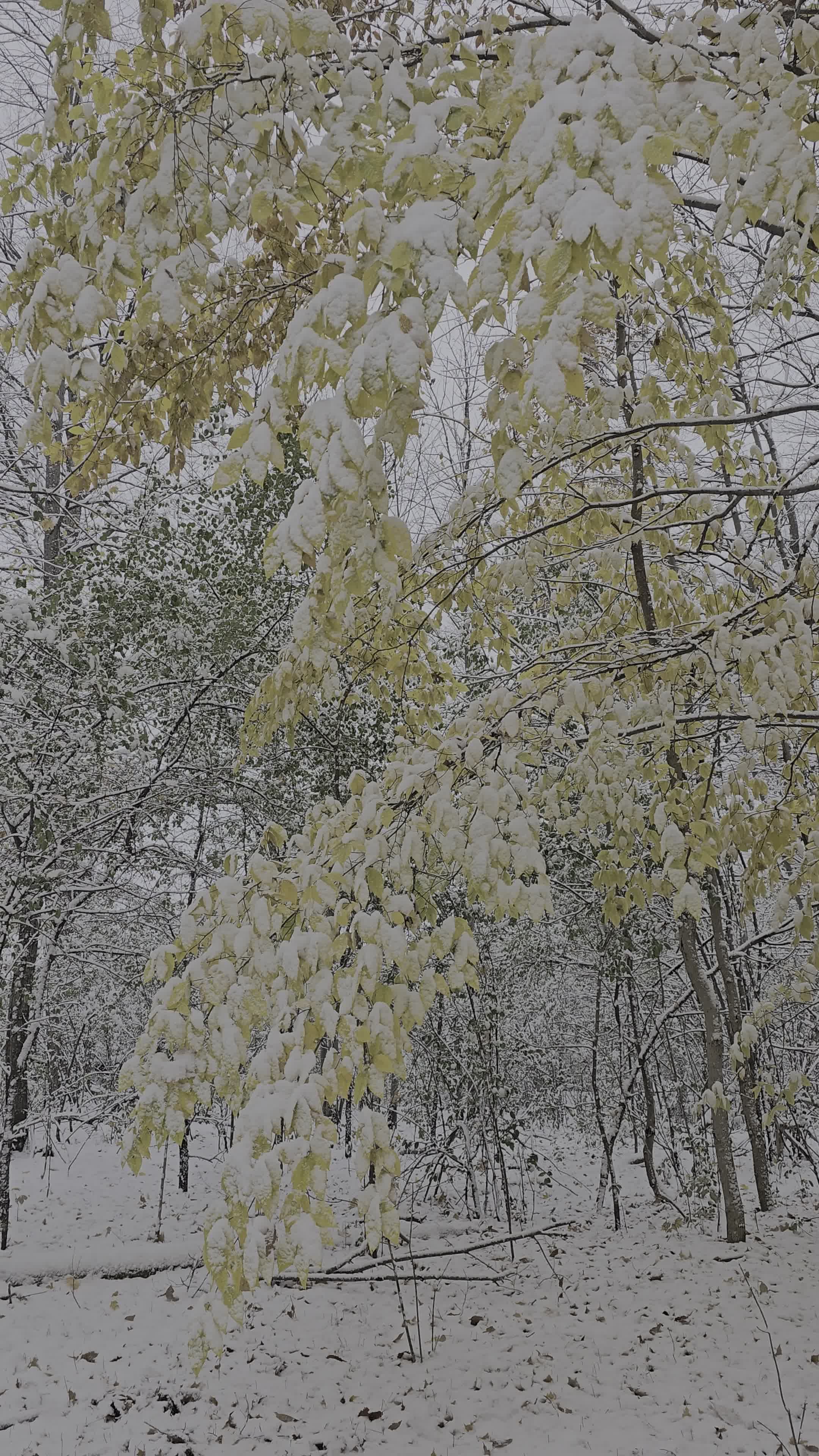 Nevadas Serenas Sobre Los árboles Del Bosque En Invierno · Vídeo de ...