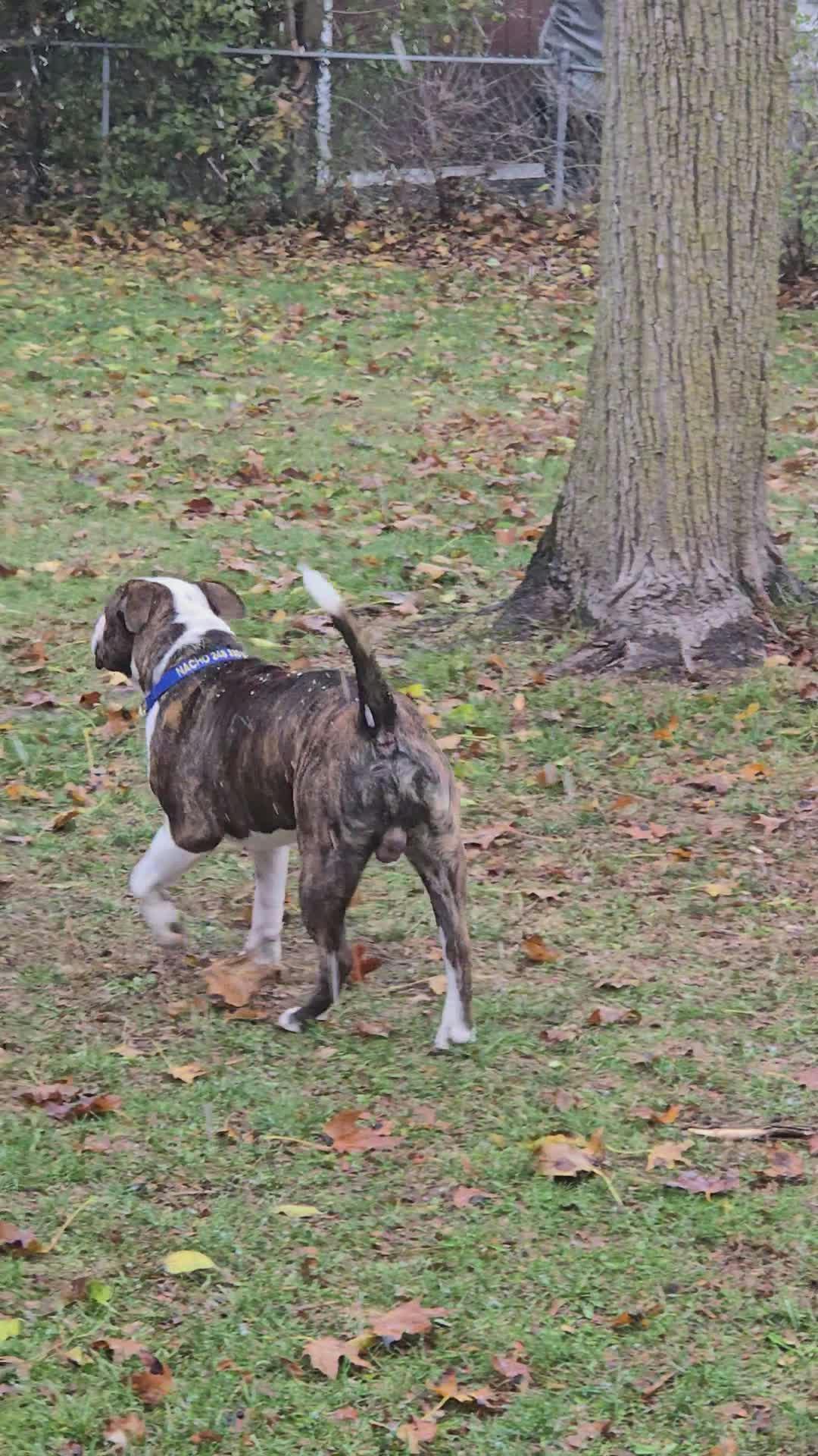 Playful Boxer Dog Outdoors in Autumn Leaves Free Stock Video Footage ...