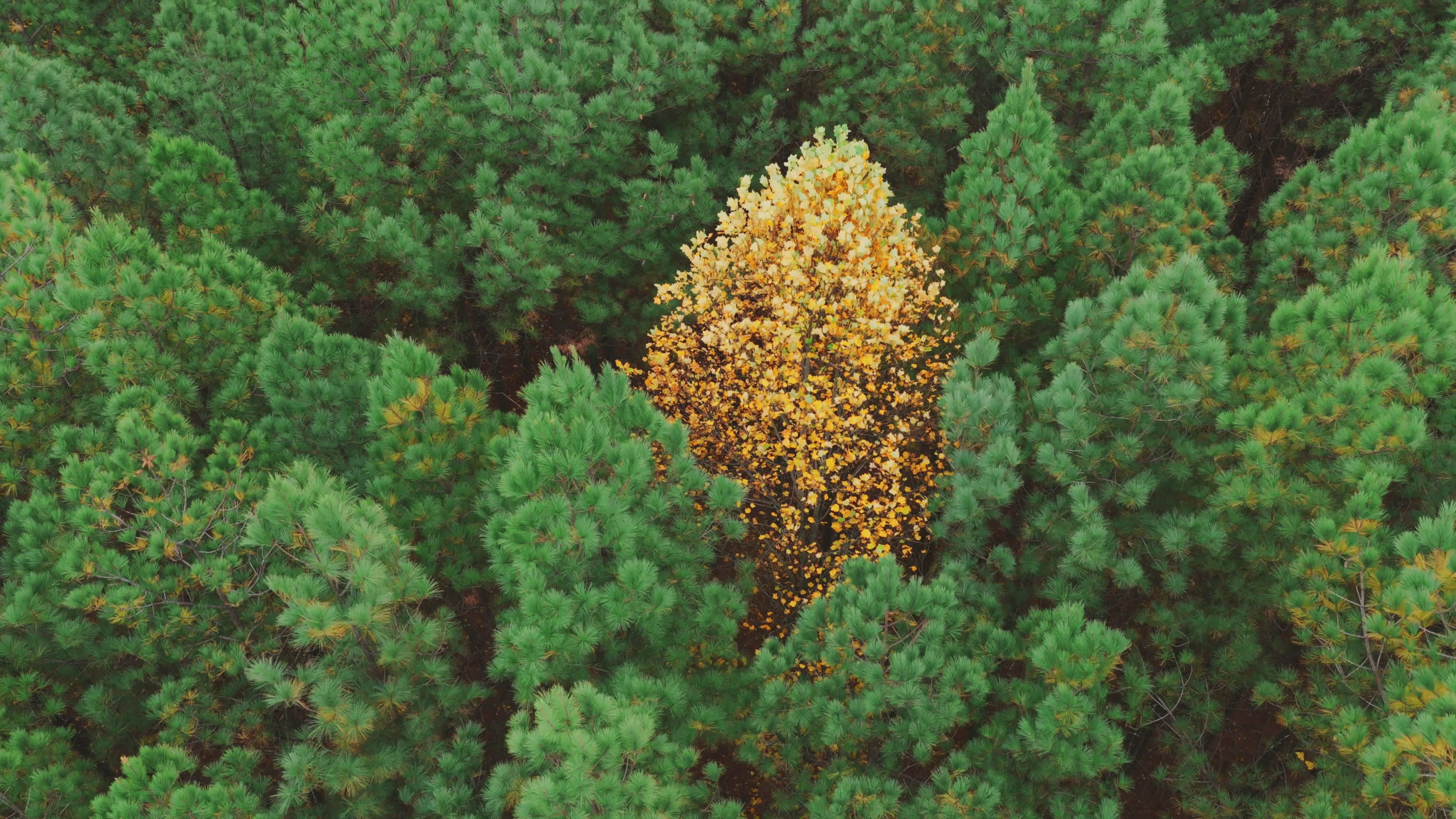 Aerial View of Autumn Tree Amidst Green Forest Free Stock Video Footage ...