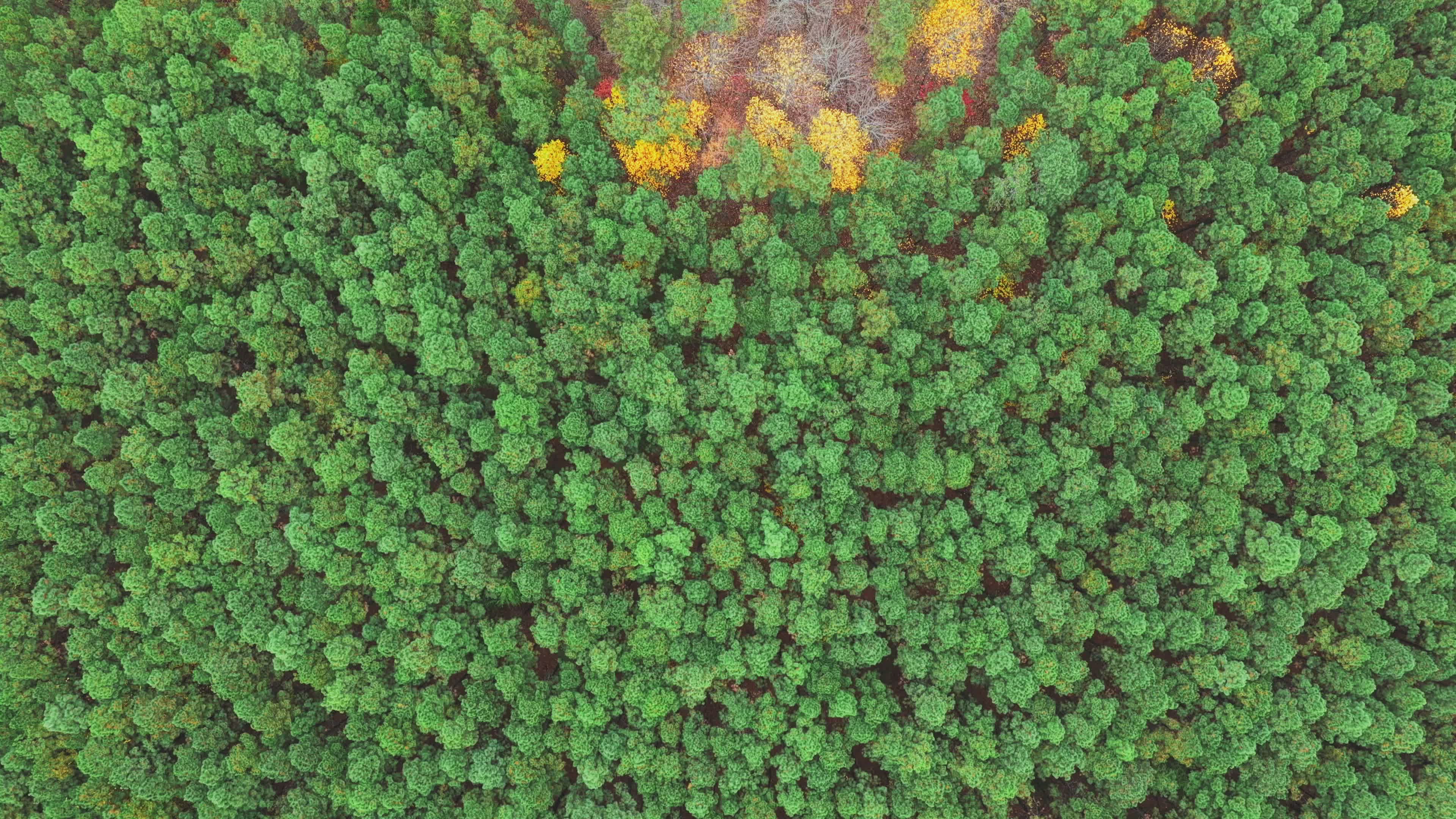 Stunning Aerial View of Tennessee Forest in Fall Free Stock Video ...
