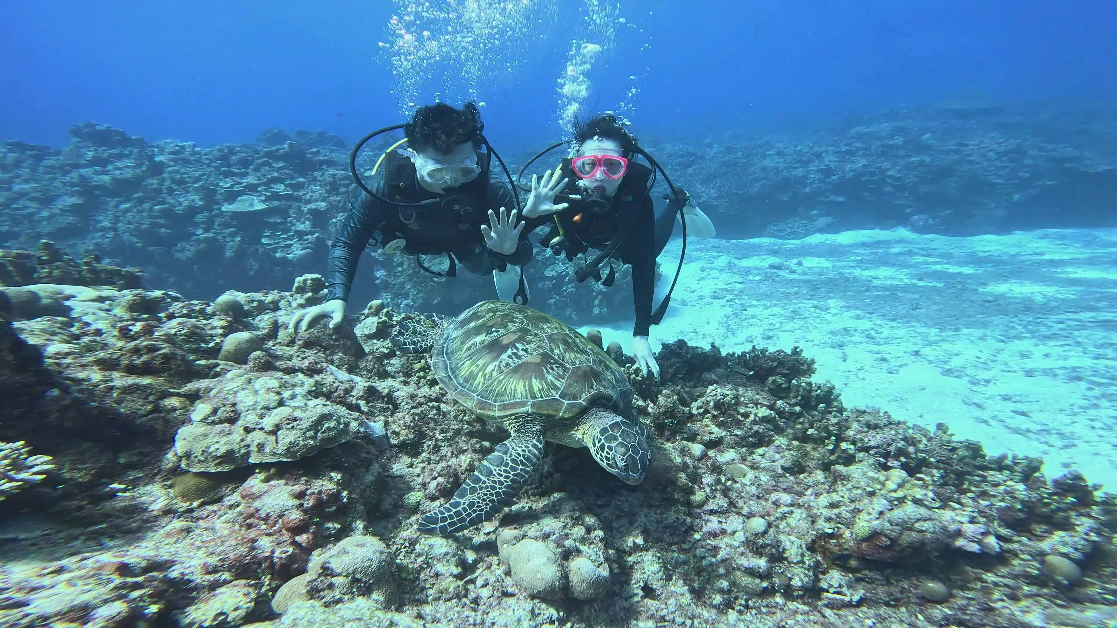 Scuba Divers Explore Vibrant Underwater World Free Stock Video Footage, Royalty-Free 4K & HD ...