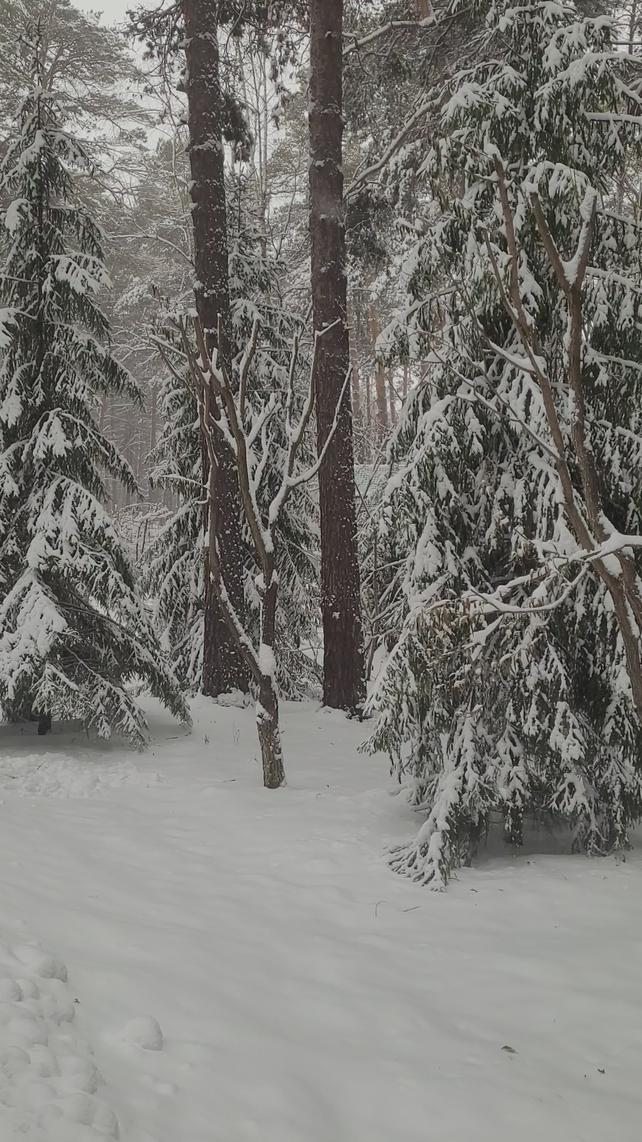 Snowfall in Tranquil Winter Forest Scene Free Stock Video Footage ...