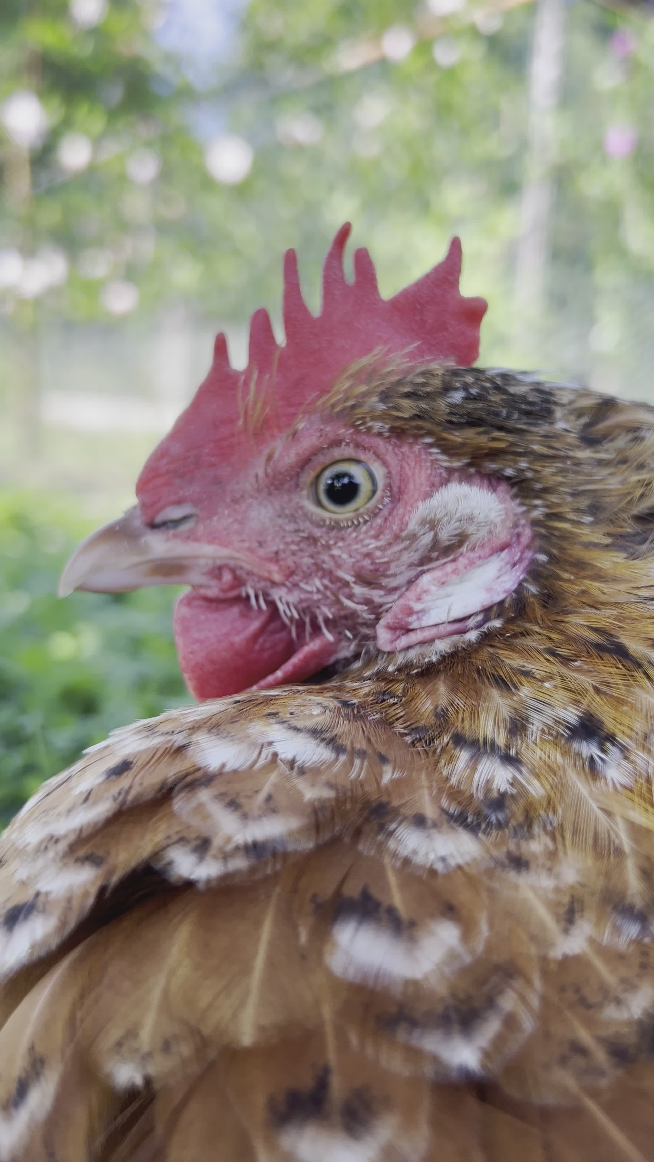 Calm Hen in Countryside Handheld Close-Up Free Stock Video Footage ...