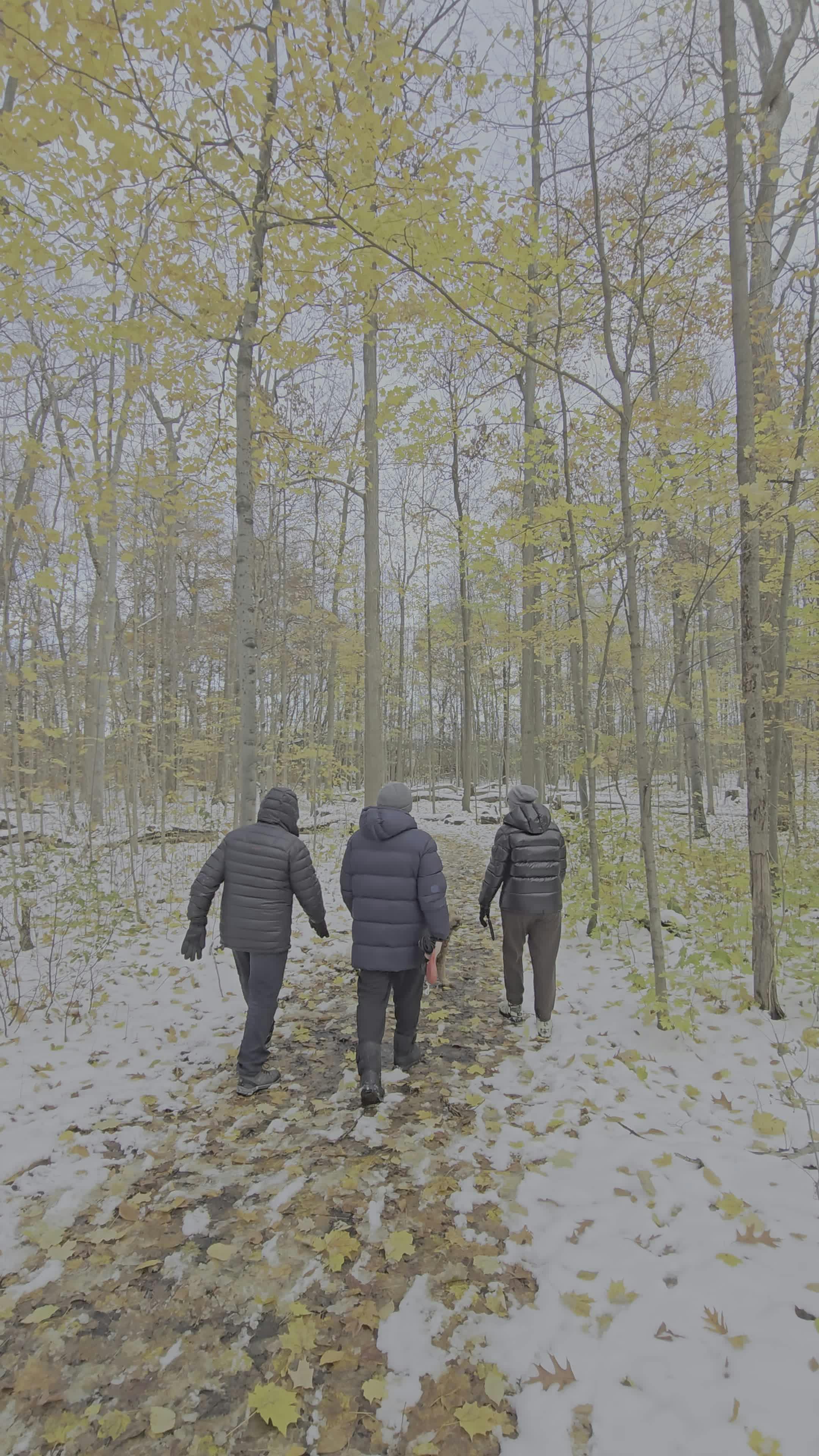 Snowy Forest Path Walk in Early Winter Free Stock Video Footage ...