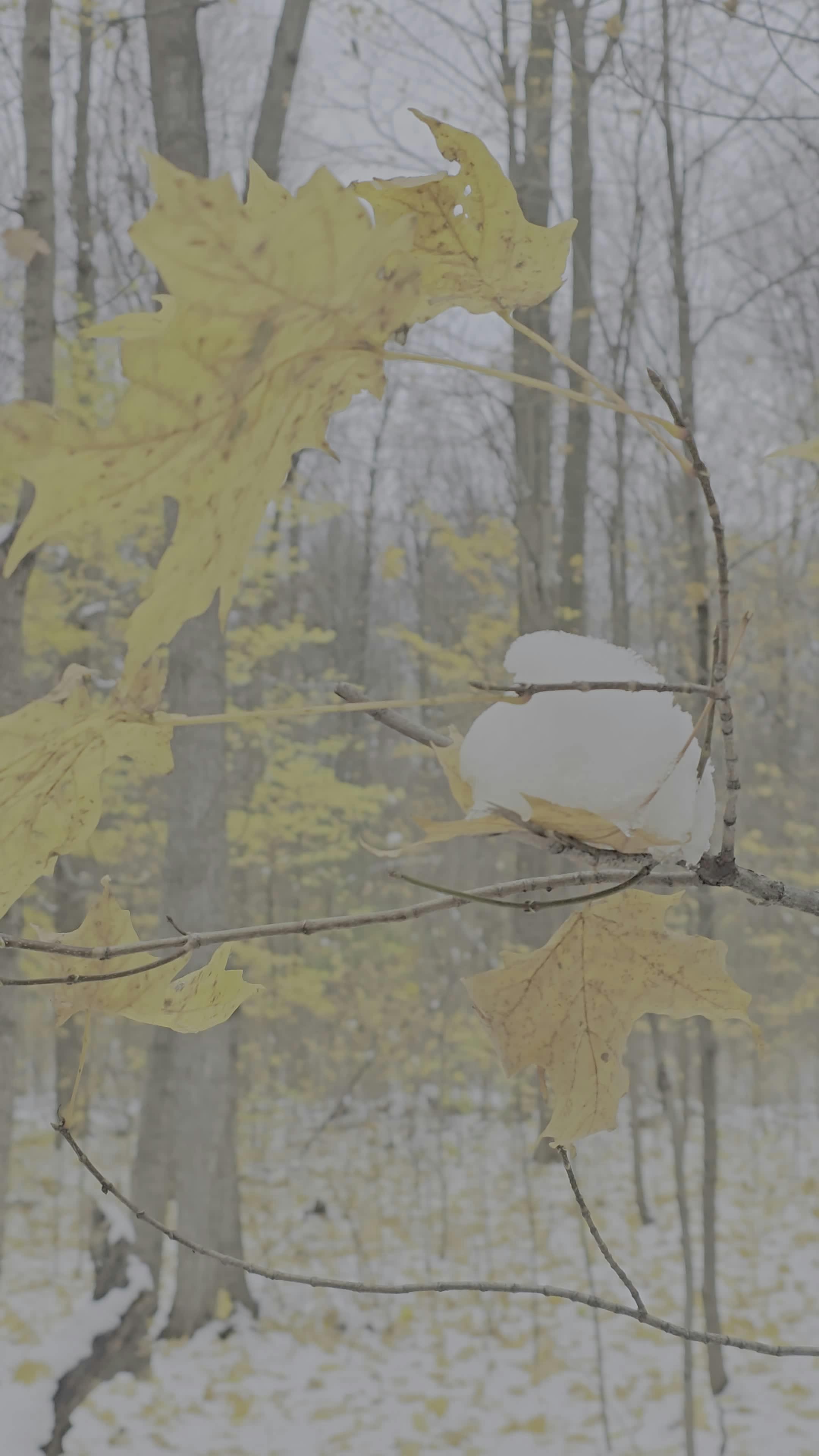Snow-Covered Forest Branch in Winter Free Stock Video Footage, Royalty ...