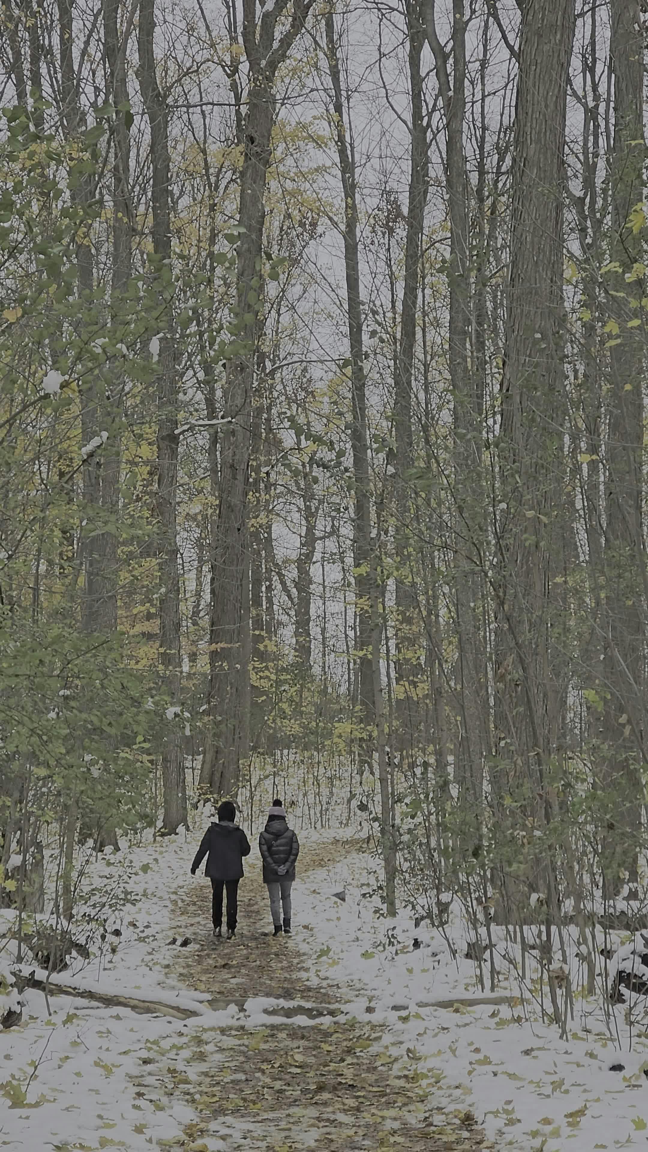 Winter Walk through Serene Snowy Forest Free Stock Video Footage ...