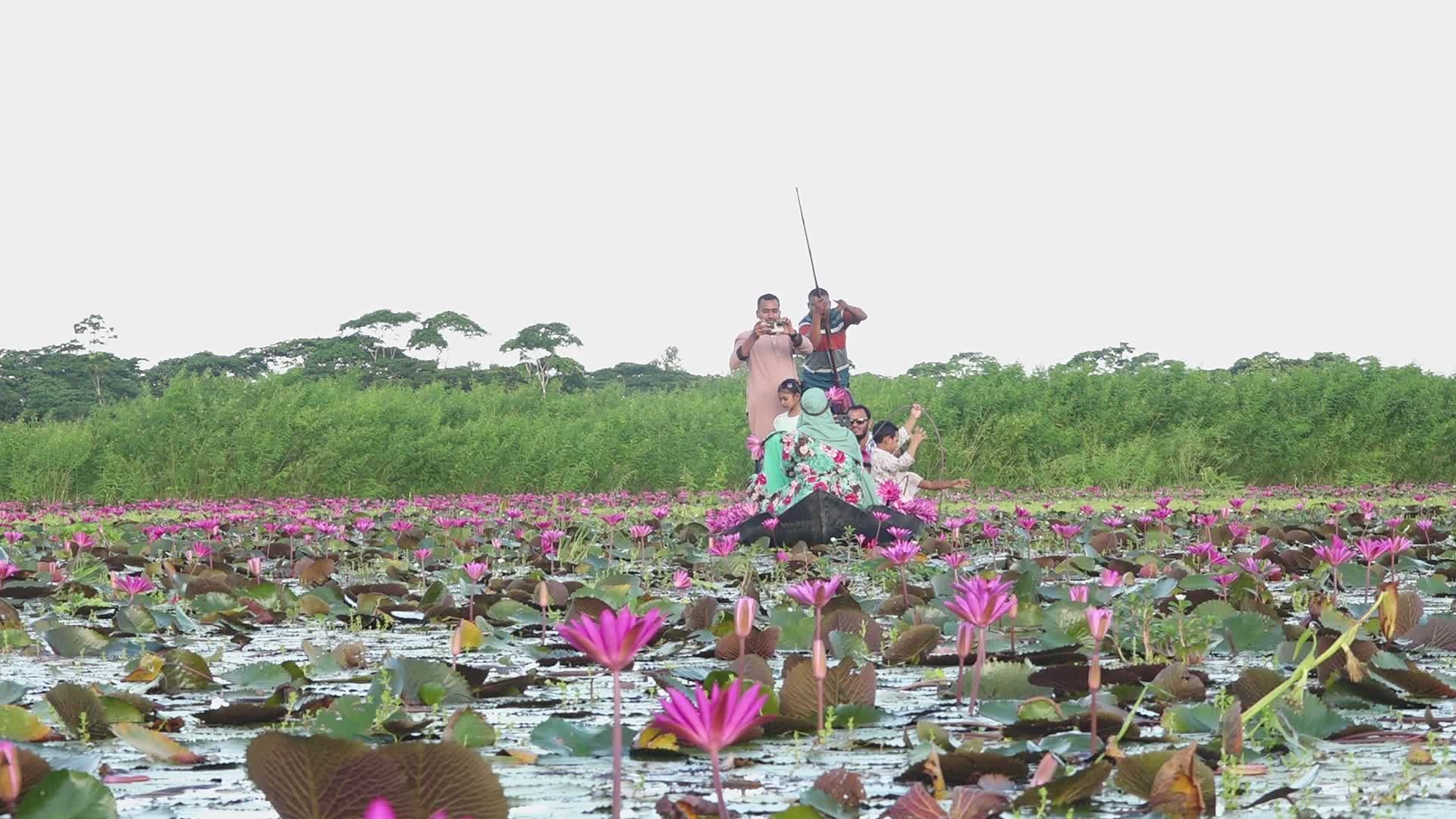 Boating Through Shapla Fields in Bangladesh Free Stock Video Footage ...