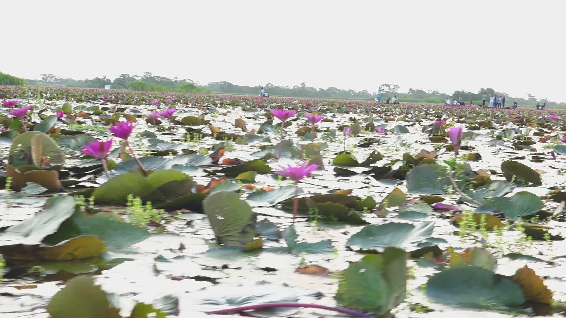 Scenic View of Tangled Water Lilies at Shapla Beel Free Stock Video ...