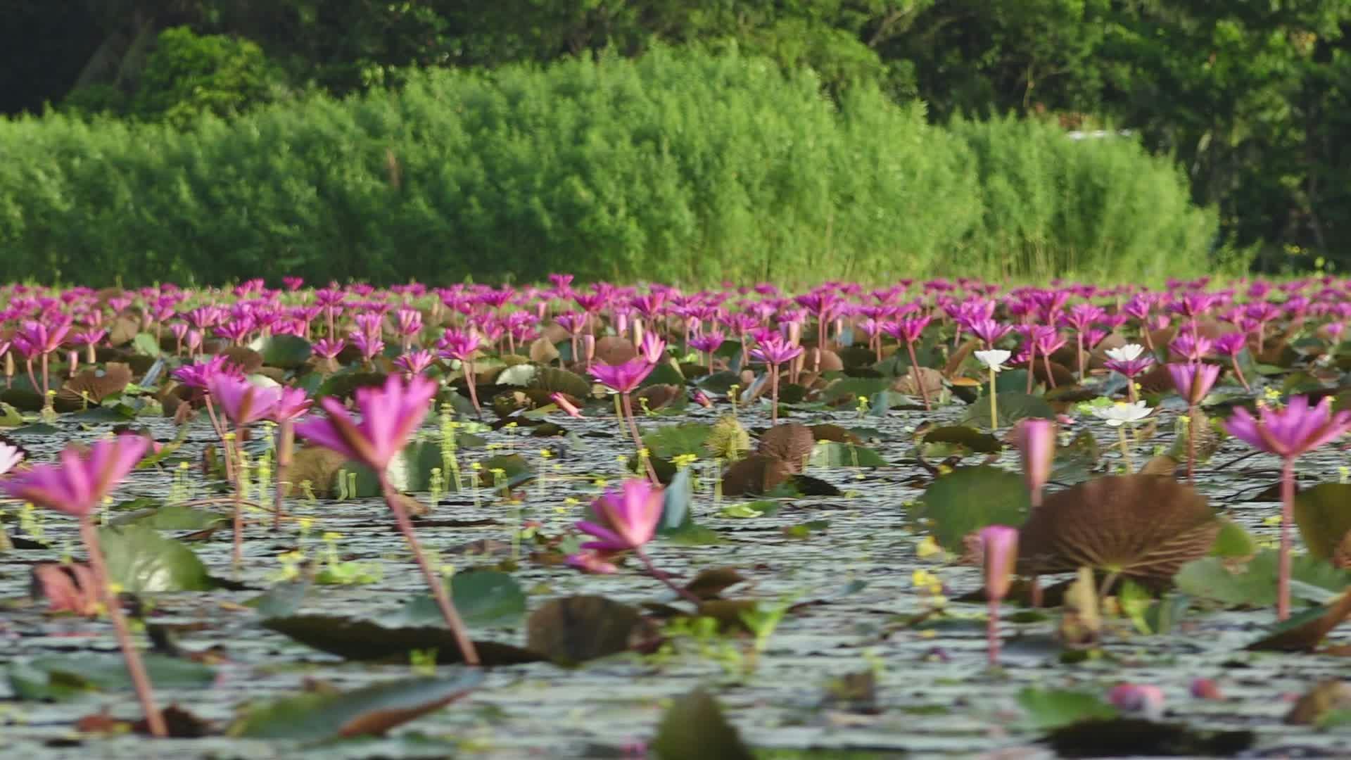 Bil 자각몽 Videos, Download The BEST Free 4k Stock Video Footage & Bil 자각몽 ...