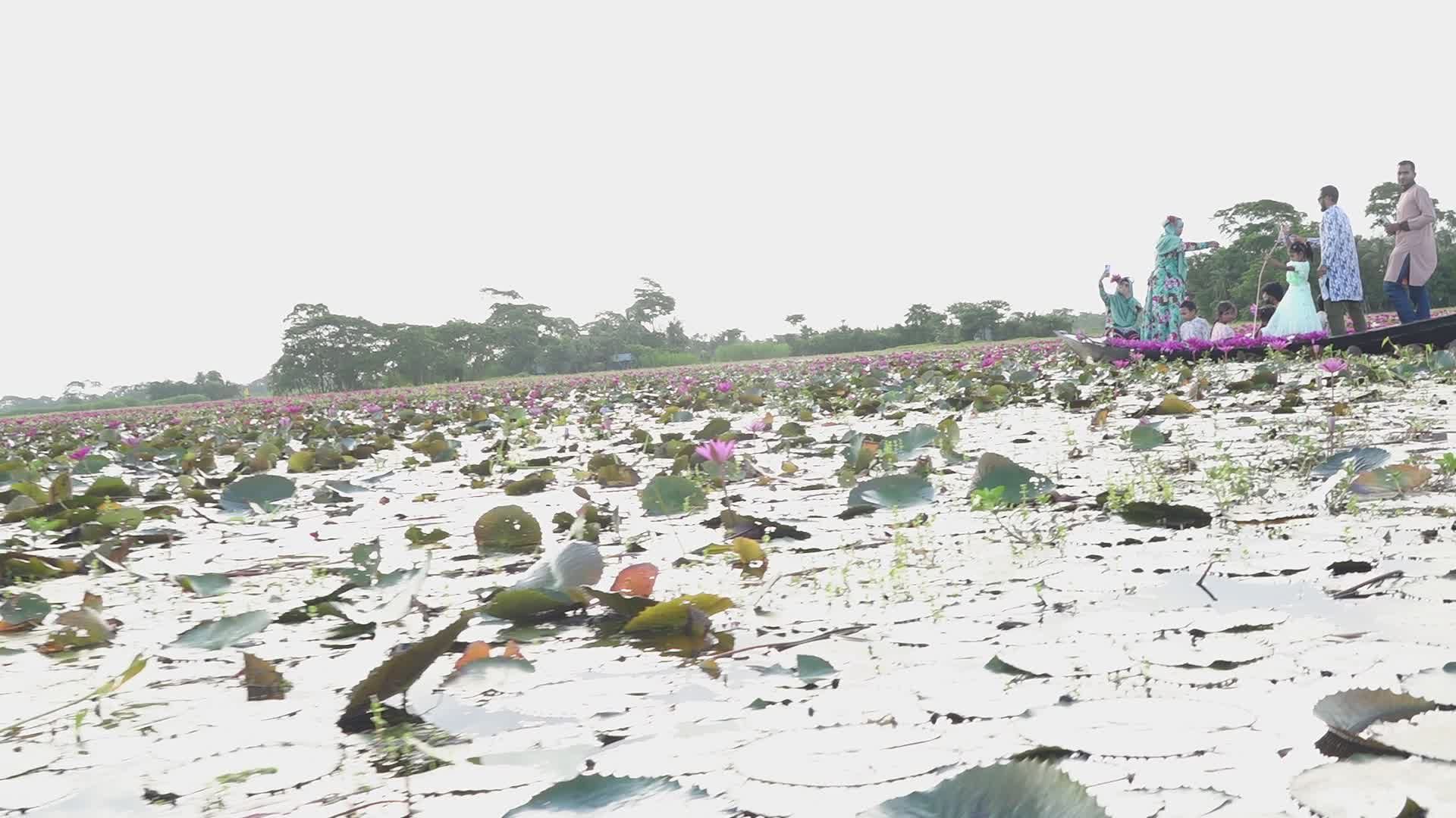 Family Boating Through Shapla Fields in Barisal Free Stock Video ...