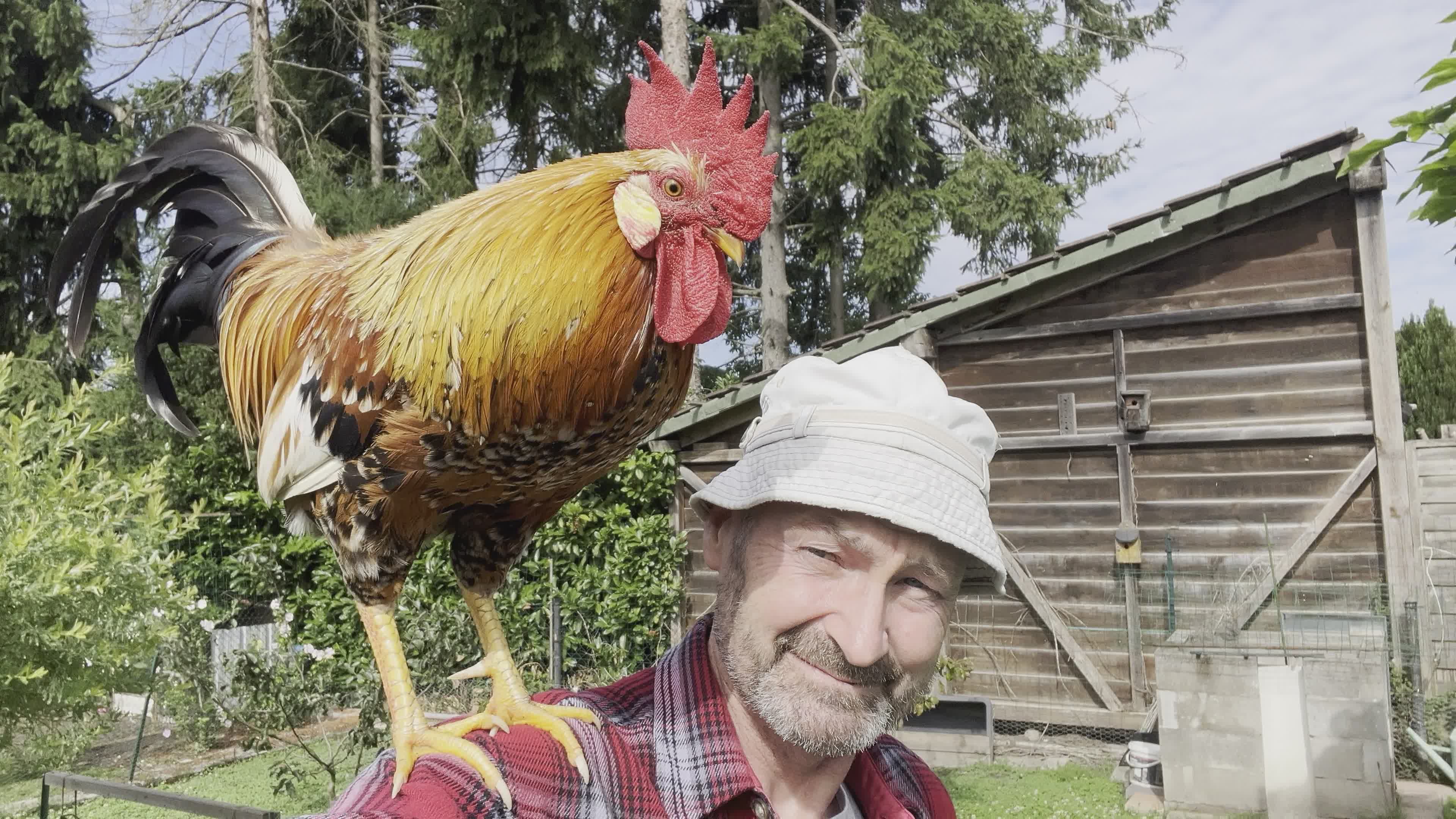 Rural Happiness: Senior Man with Rooster Companion Free Stock Video ...