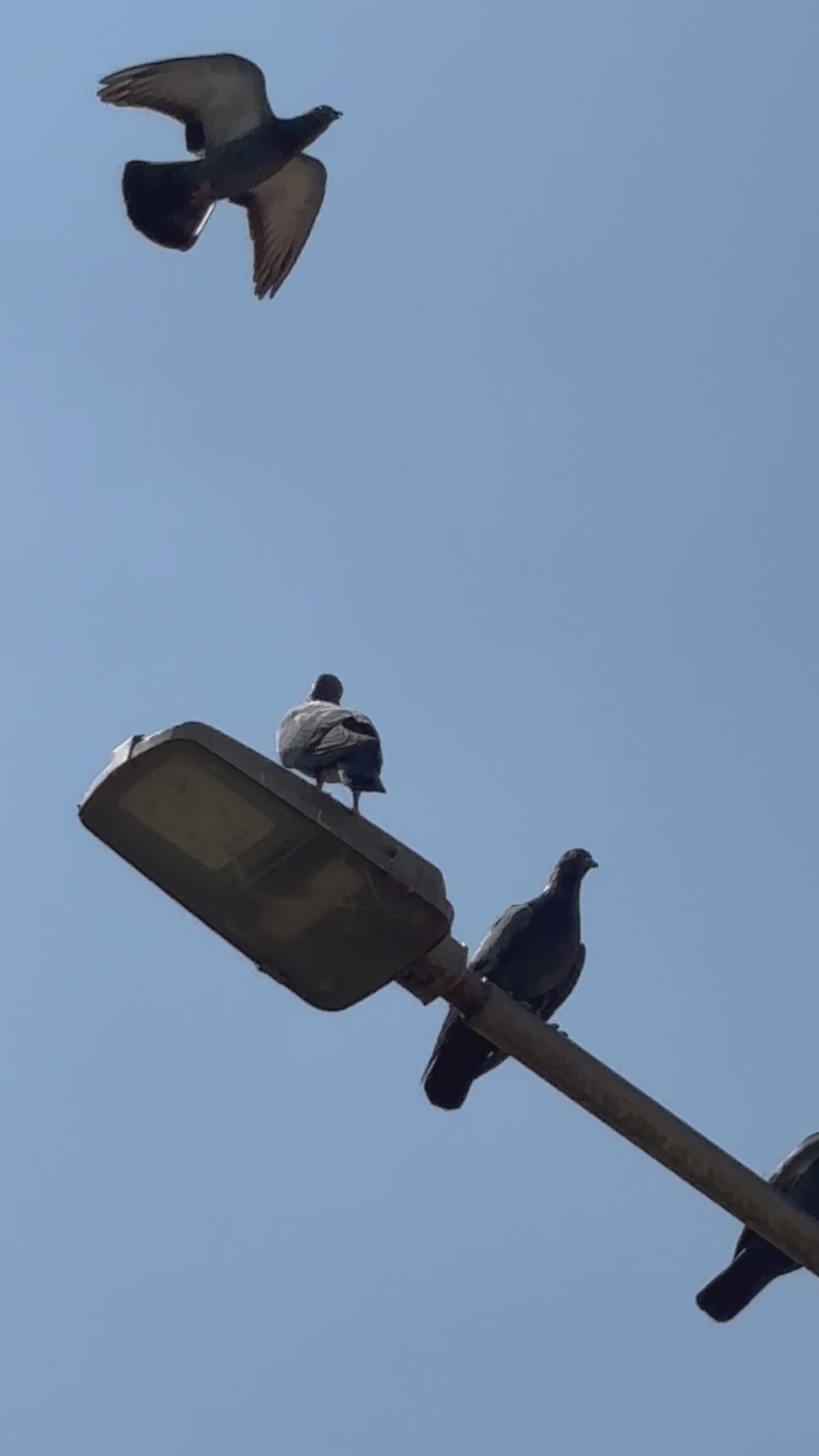 Pigeons Perched and Flying on a Lamp Post Free Stock Video Footage ...