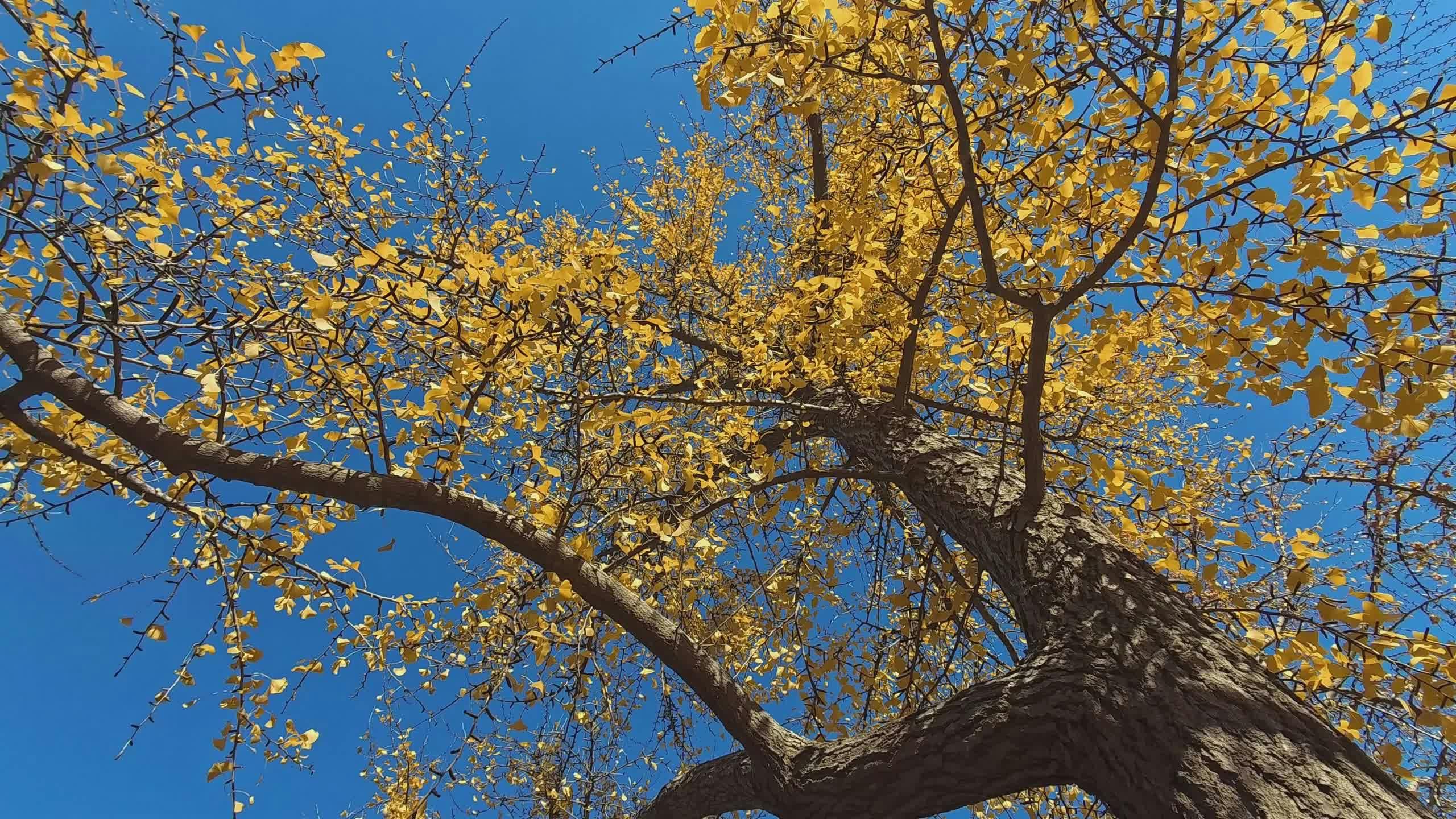 Golden Ginkgo Tree Against Blue Sky Free Stock Video Footage, Royalty ...