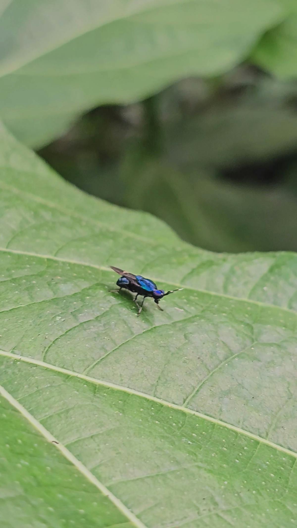 Bug+Aas Videos, Download The BEST Free 4k Stock Video Footage & Bug+Aas ...