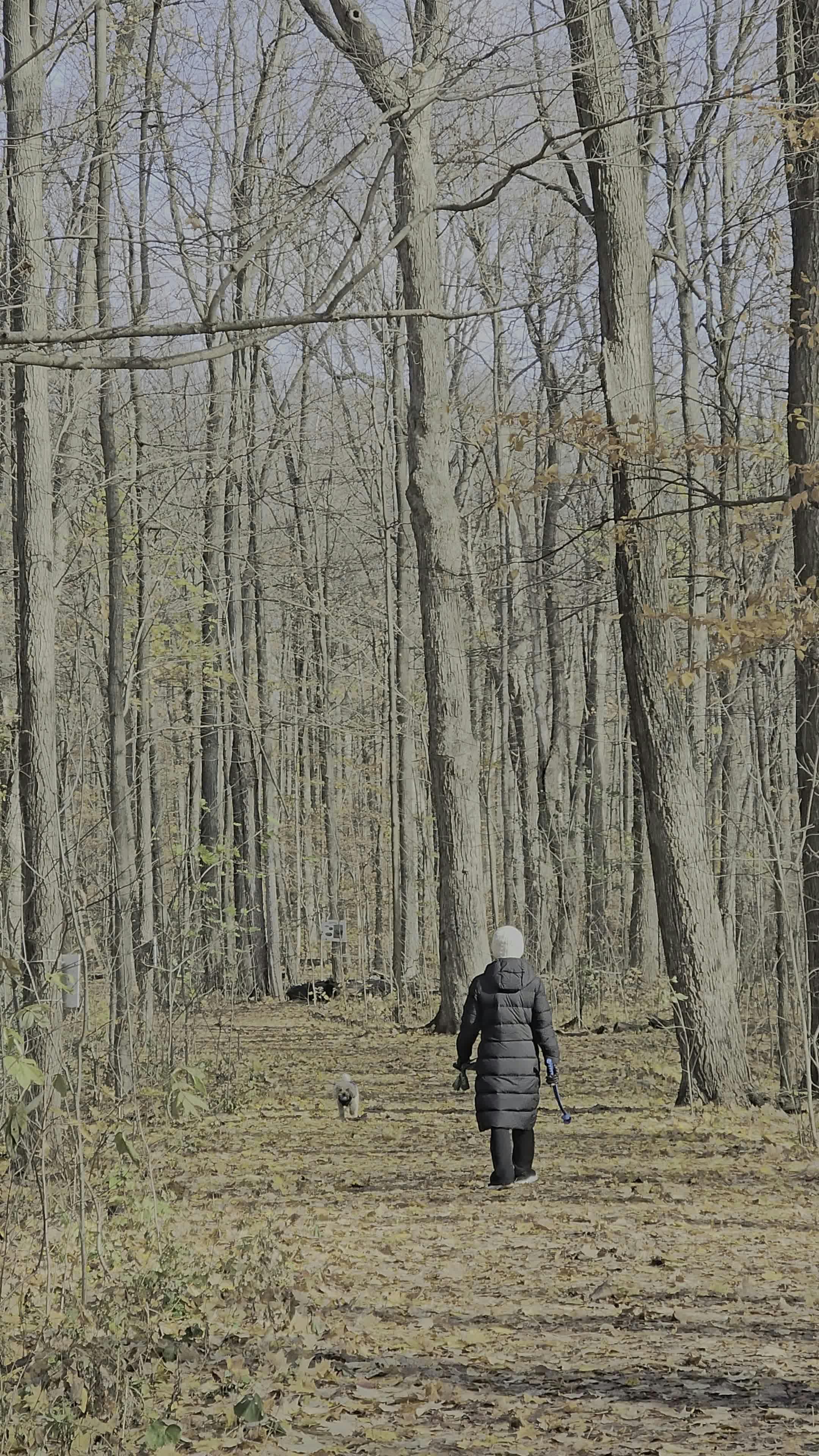 Serene Stroll in the Autumn Forest Free Stock Video Footage, Royalty ...