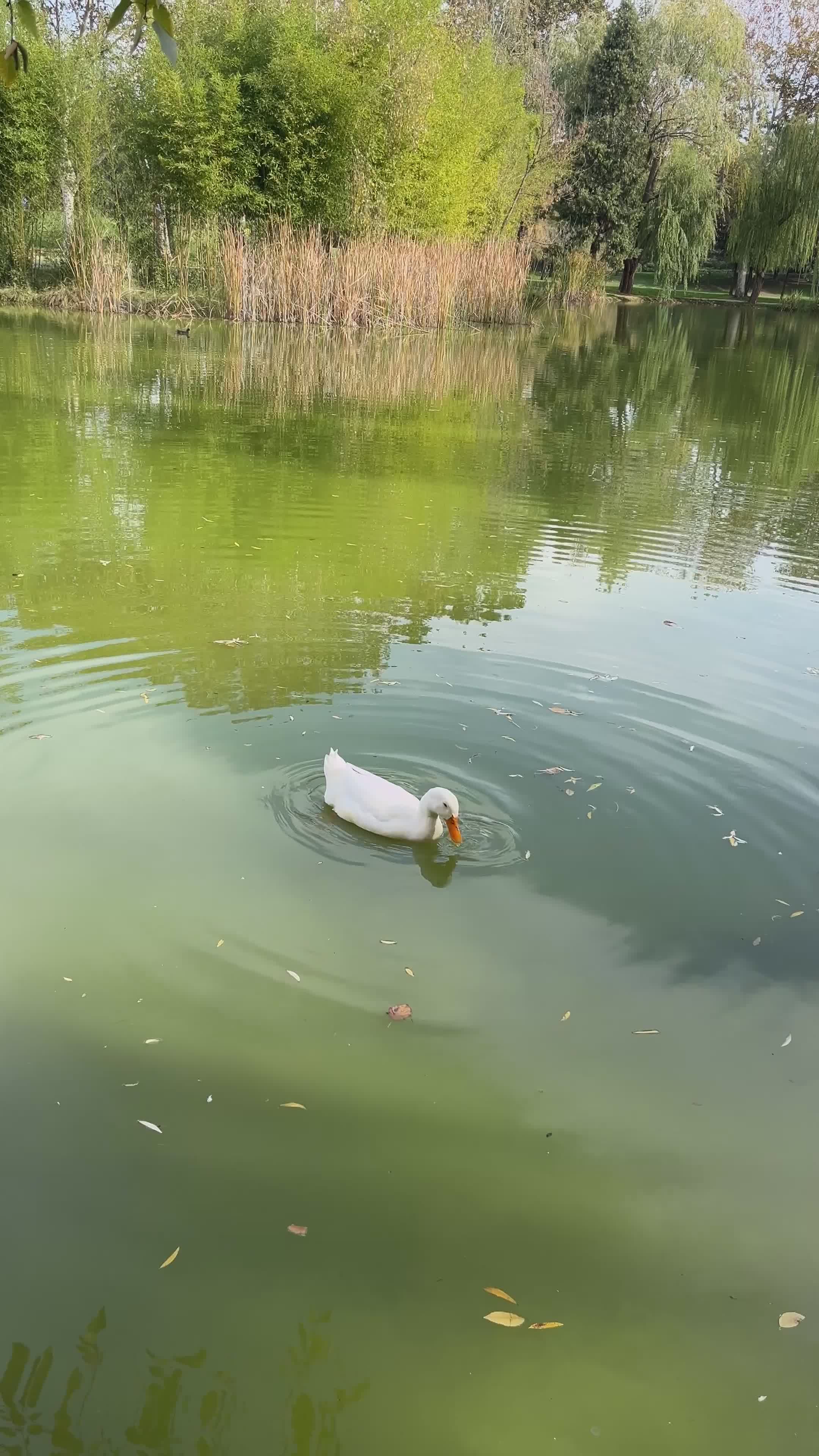 Pozarni Swan Videos, Download The BEST Free 4k Stock Video Footage ...