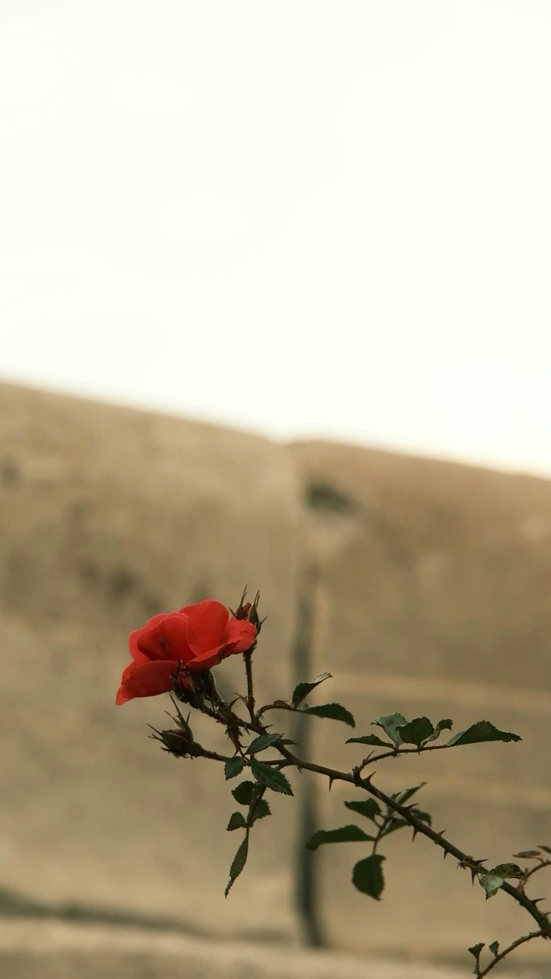 Close-up of Red Rose Against Concrete Wall Free Stock Video Footage ...