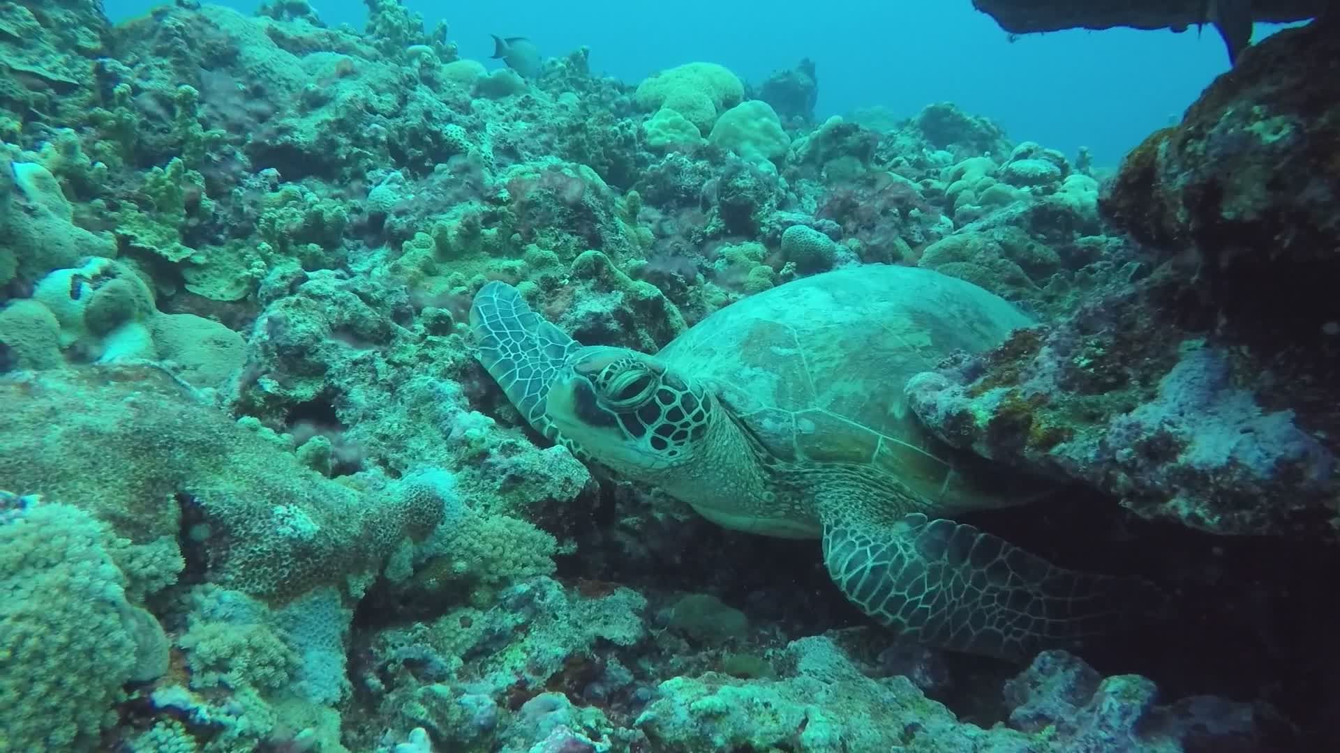 Sea Turtle in Vibrant Coral Reef Ecosystem Free Stock Video Footage ...