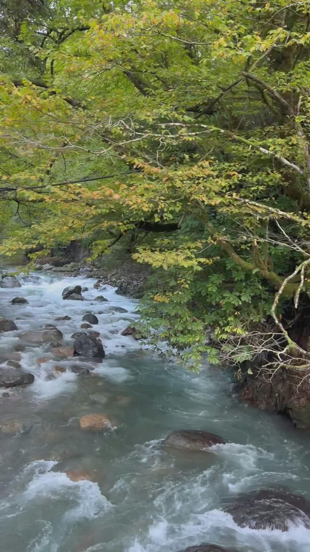 Tranquil River Flowing Through Lush Forest Free Stock Video Footage ...