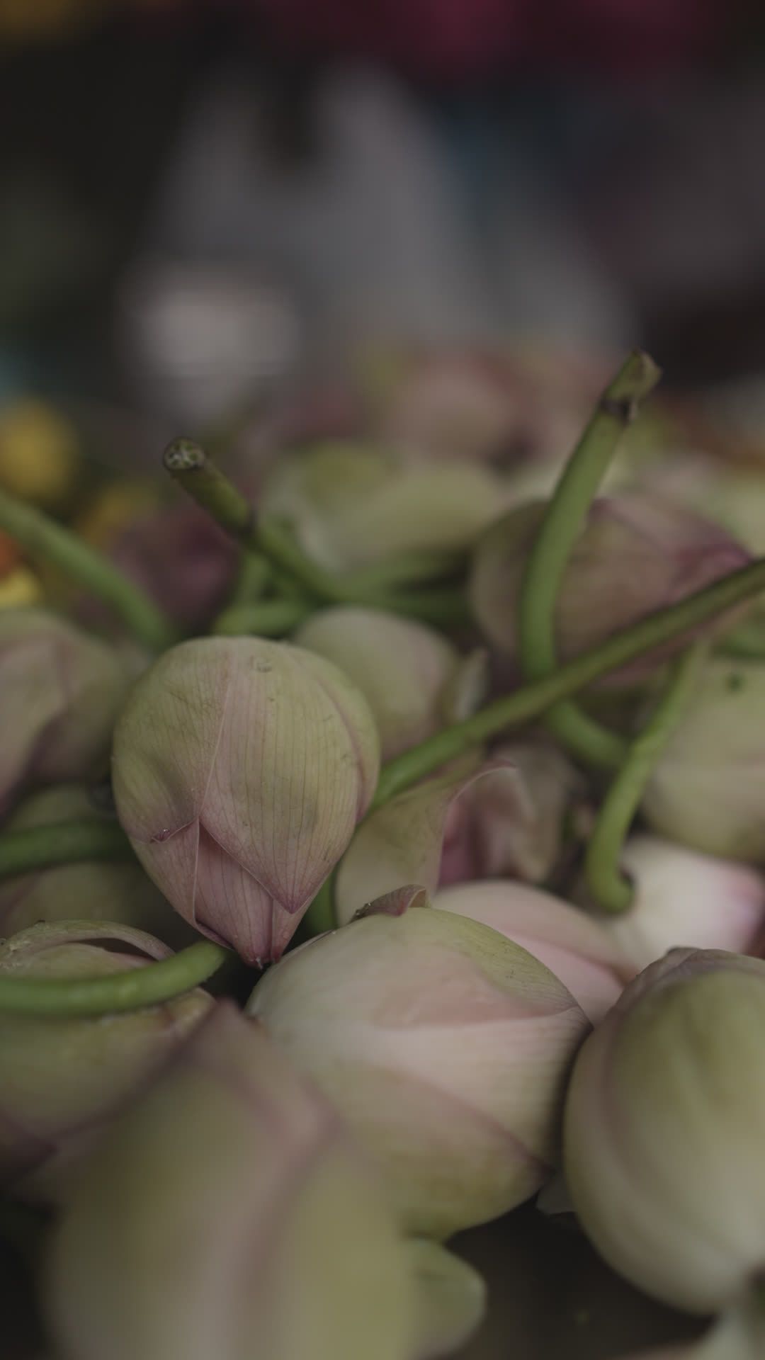 Fresh Lotus Buds in Indian Market Display Free Stock Video Footage ...