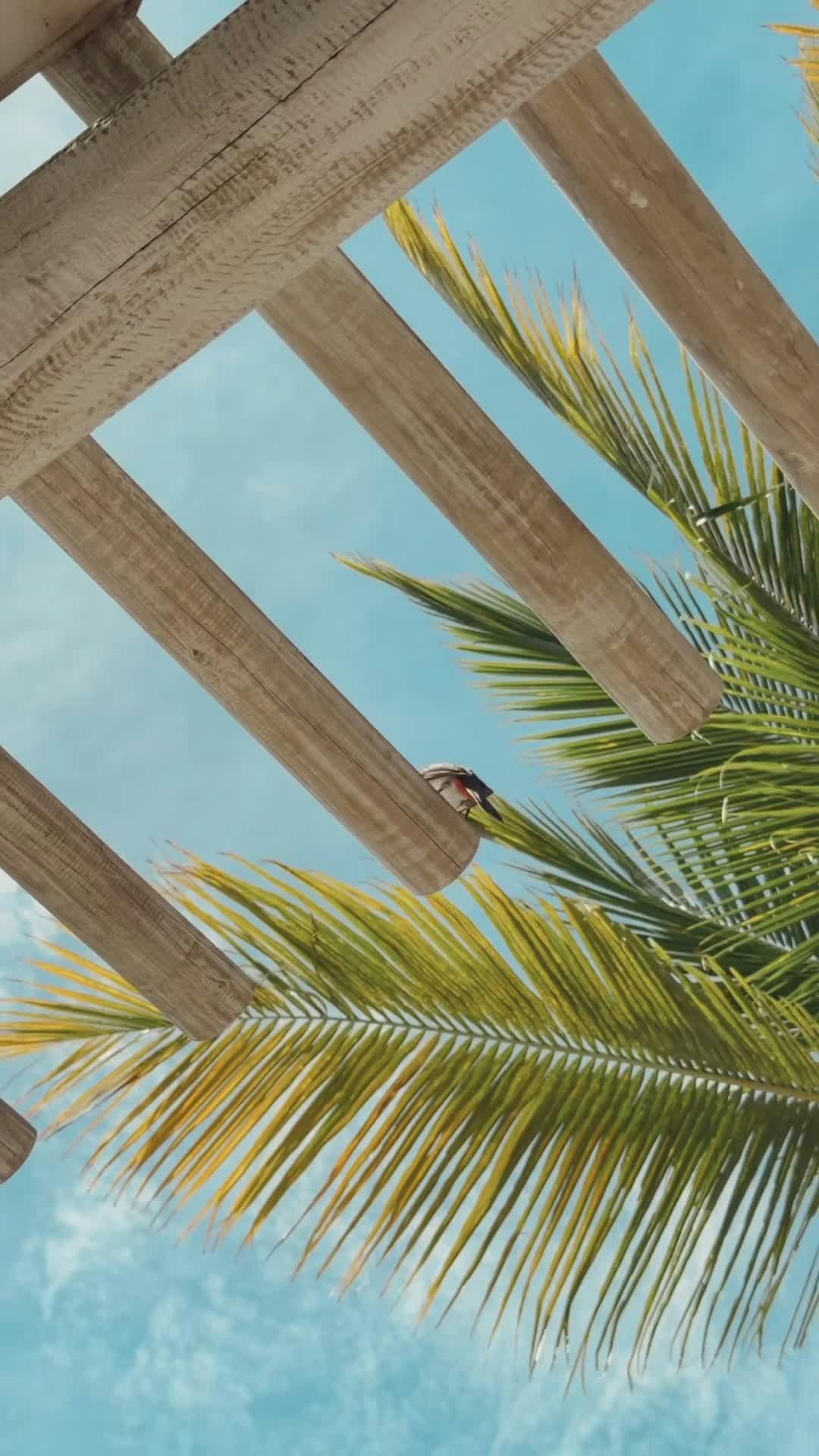 Tropical Parrot on a Sunny Day Free Stock Video Footage, Royalty-Free ...