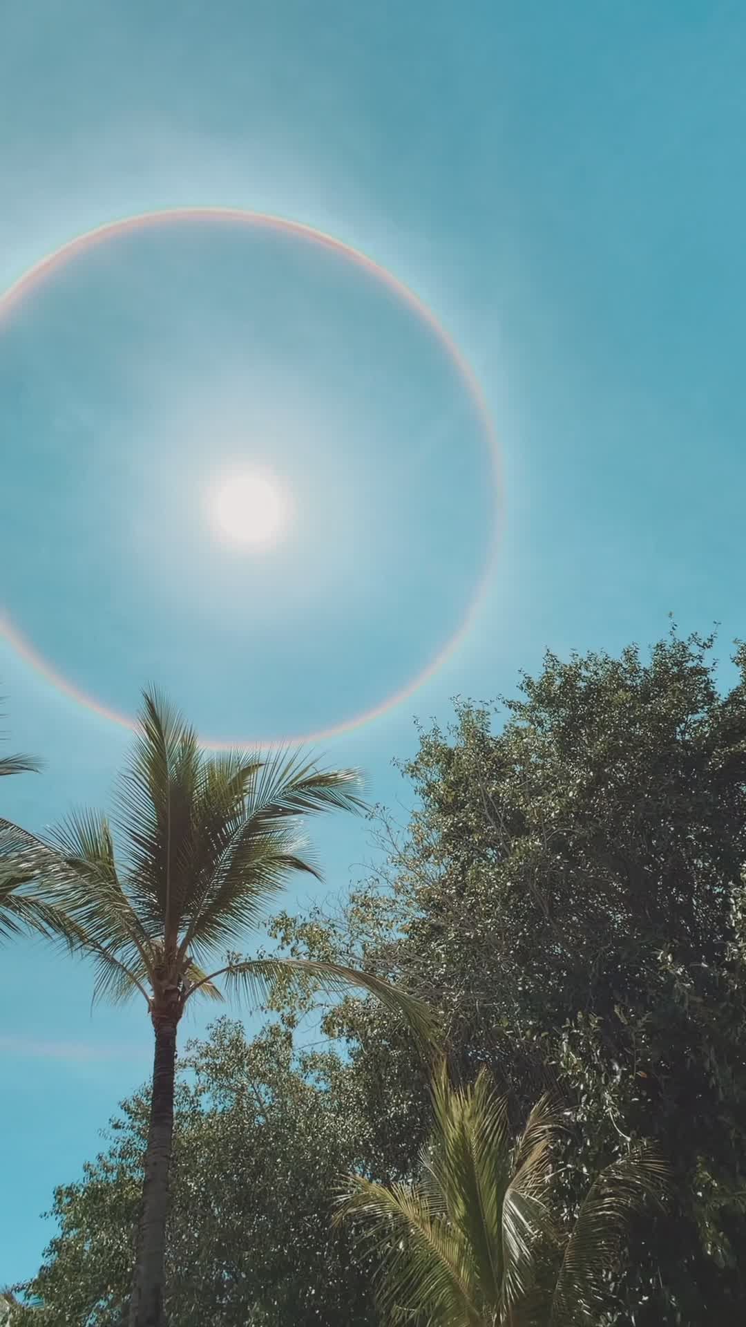 Sun Halo Over Palm Trees in Tropical Paradise Free Stock Video Footage ...