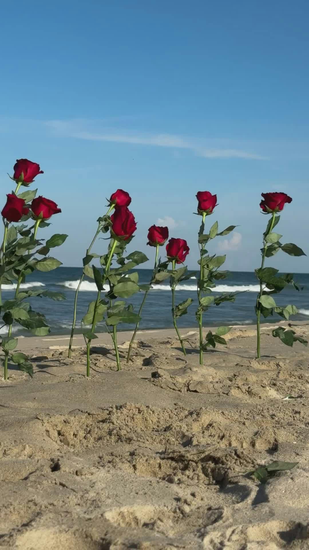 Romantic Red Roses on Beach Sand by Ocean Free Stock Video Footage ...
