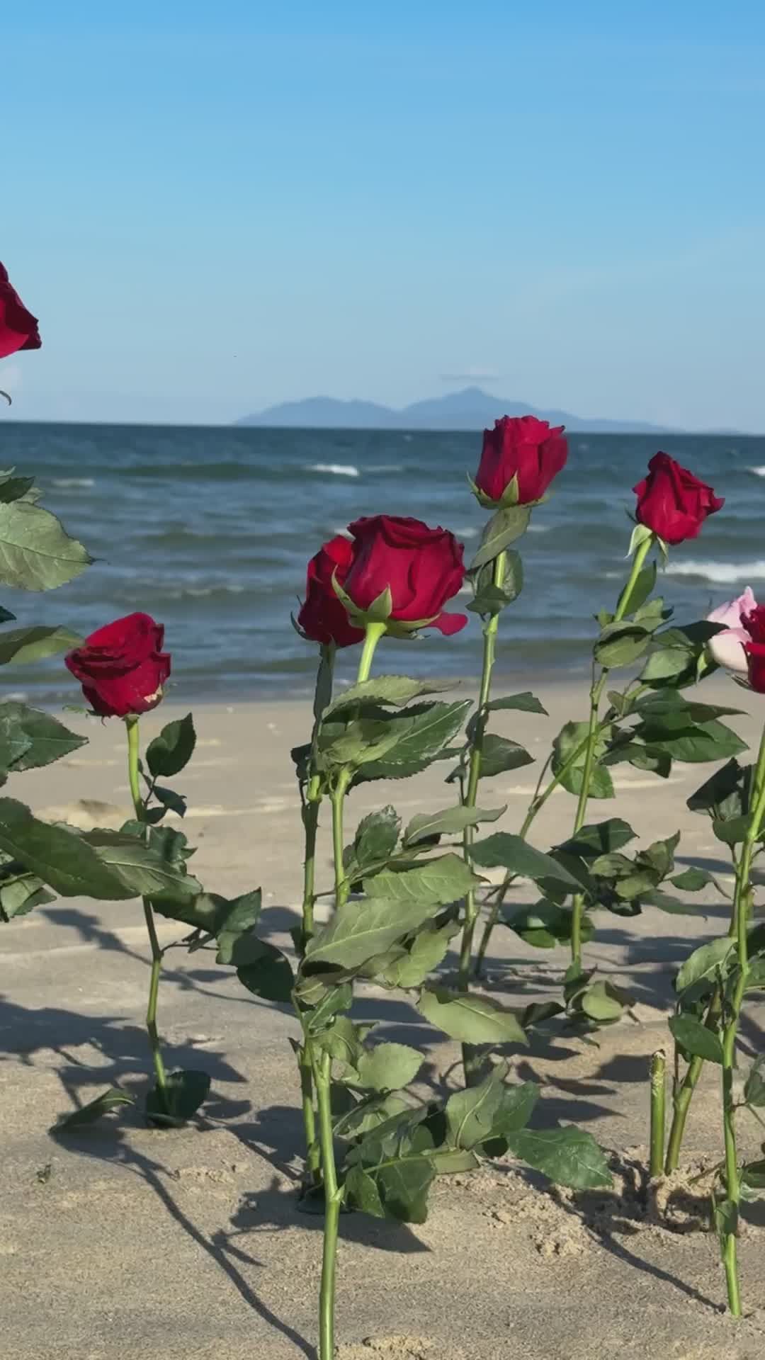 Romantic Beach Roses by the Ocean Shore Free Stock Video Footage ...