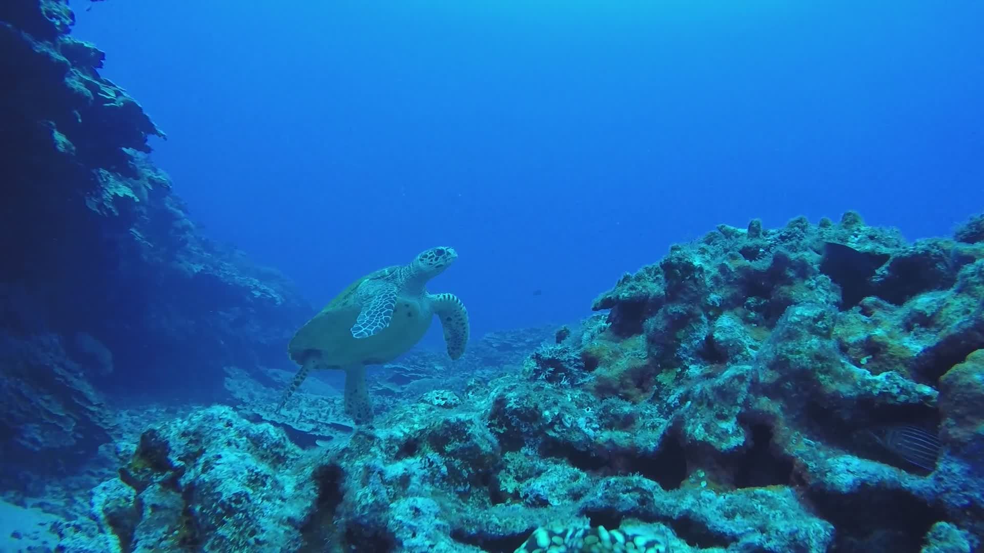 Igloo Fish Videos, Download The BEST Free 4k Stock Video Footage ...